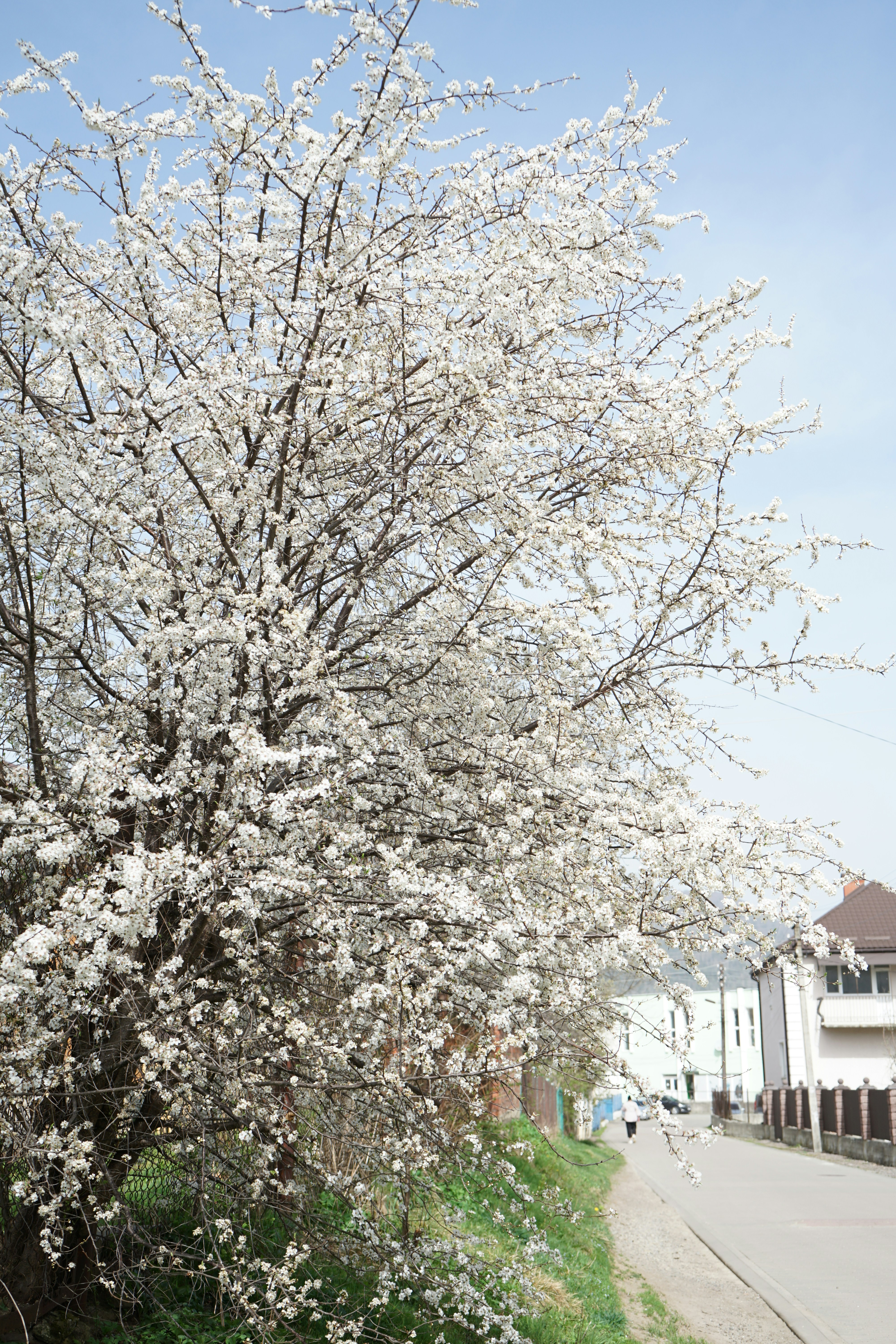 White Blossom Cascade Against a Quiet Street