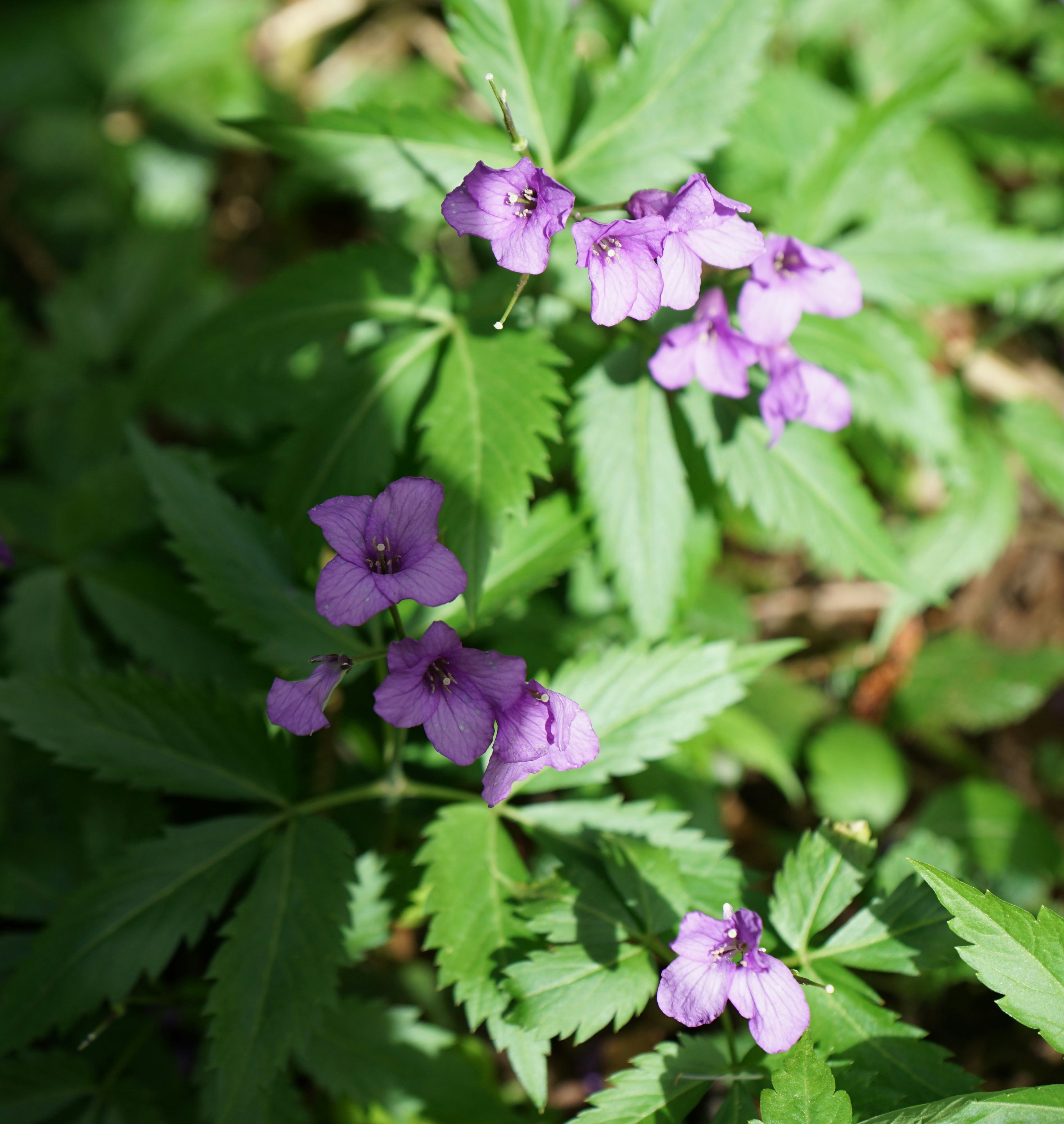 Sunlit Violet Cluster: micro-study of geranium blooms among serrated green leaves