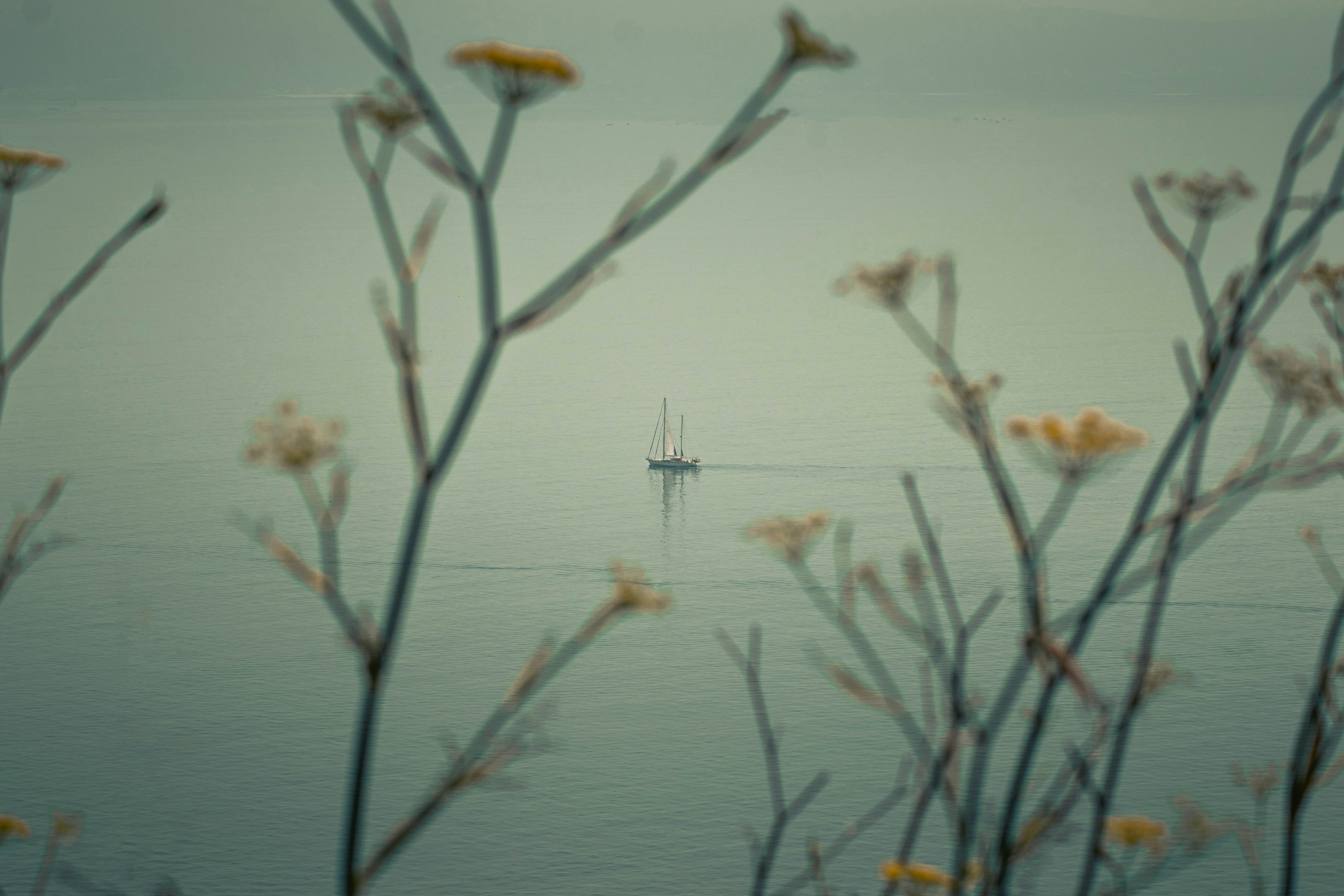 Teal Stillness: A Lone Sloop Framed by Golden Branches