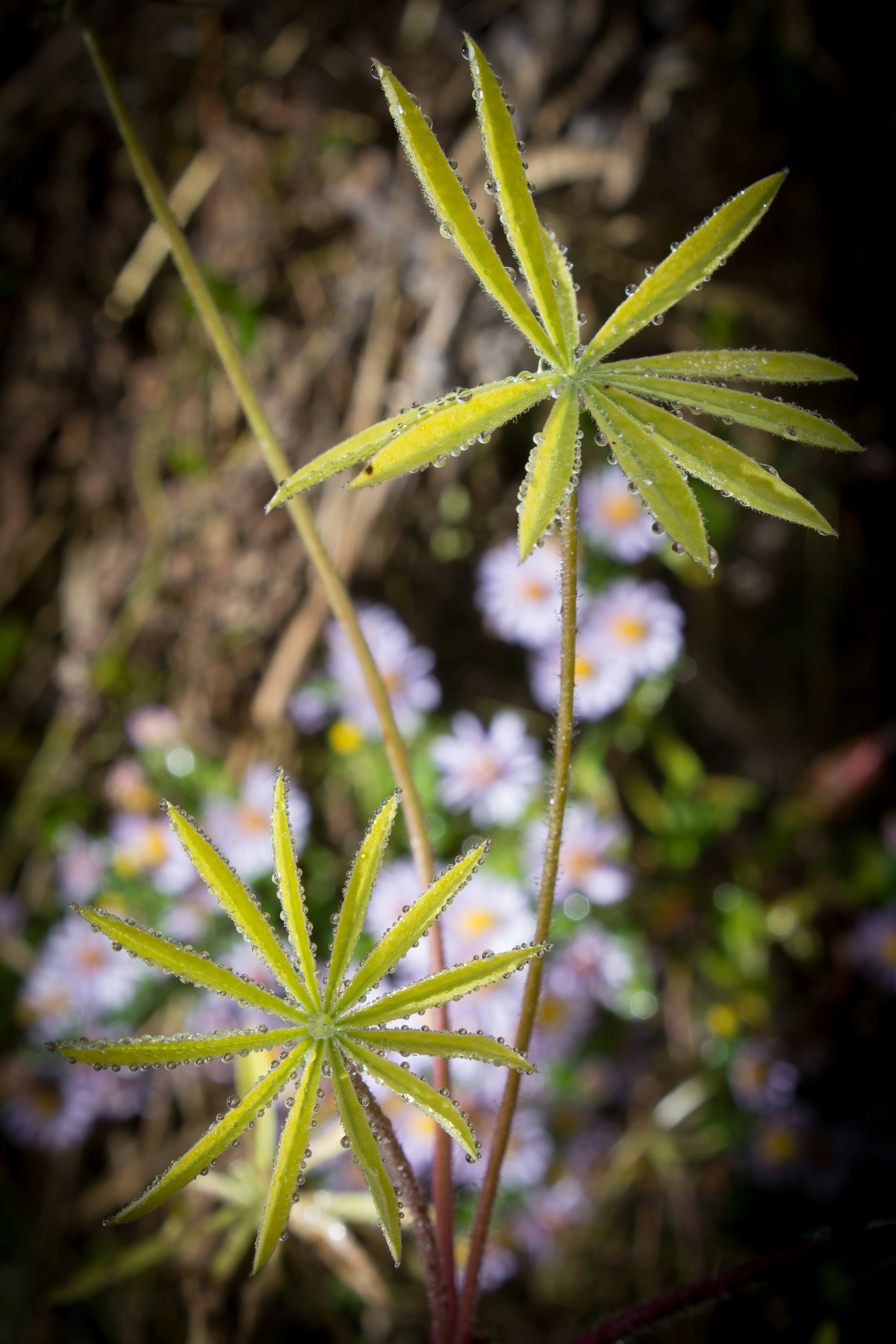 Dew-Kissed Star Leaves Framing a Meadow of Purple Daisies