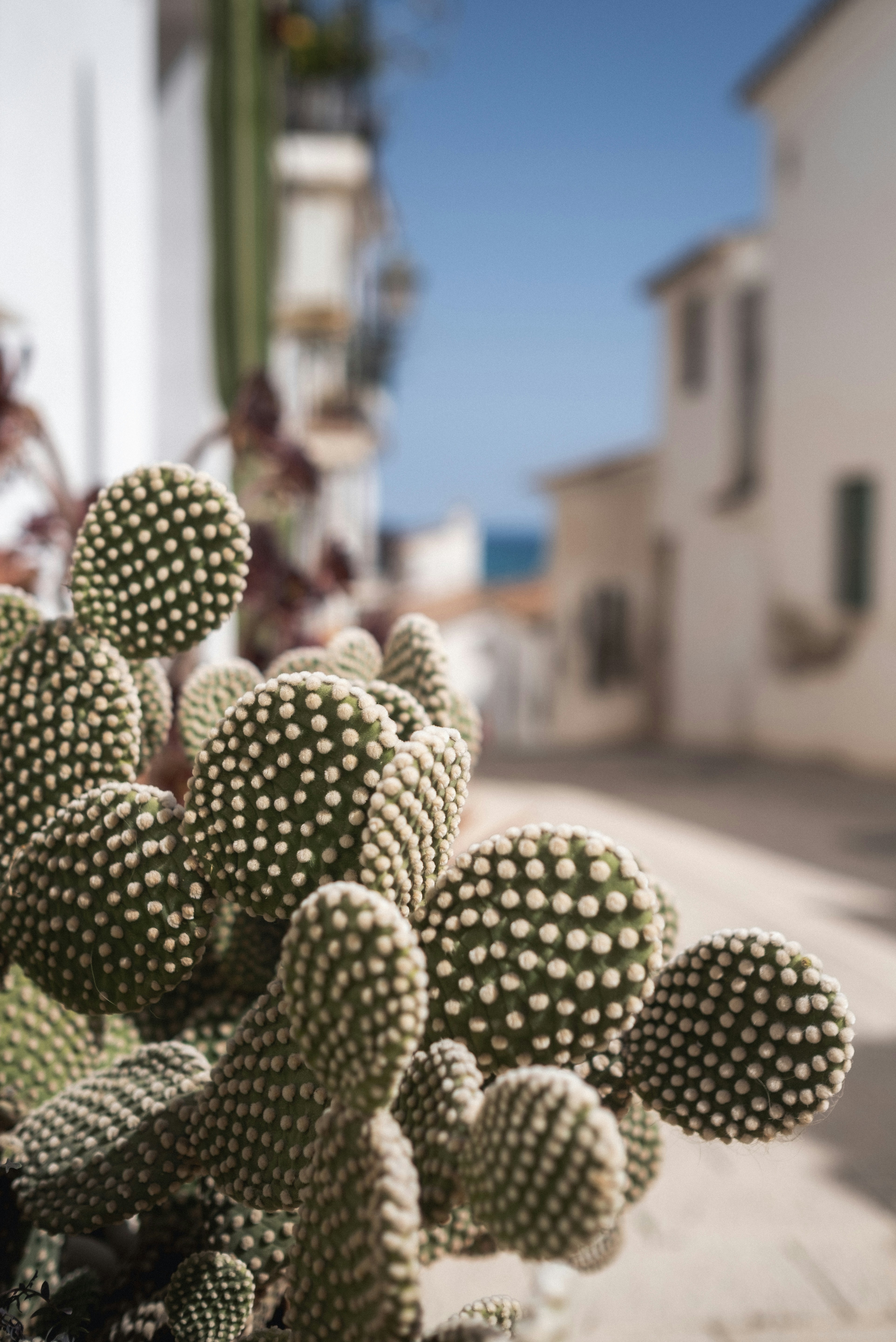 Beaded Cactus in a Sunlit Coastal Lane