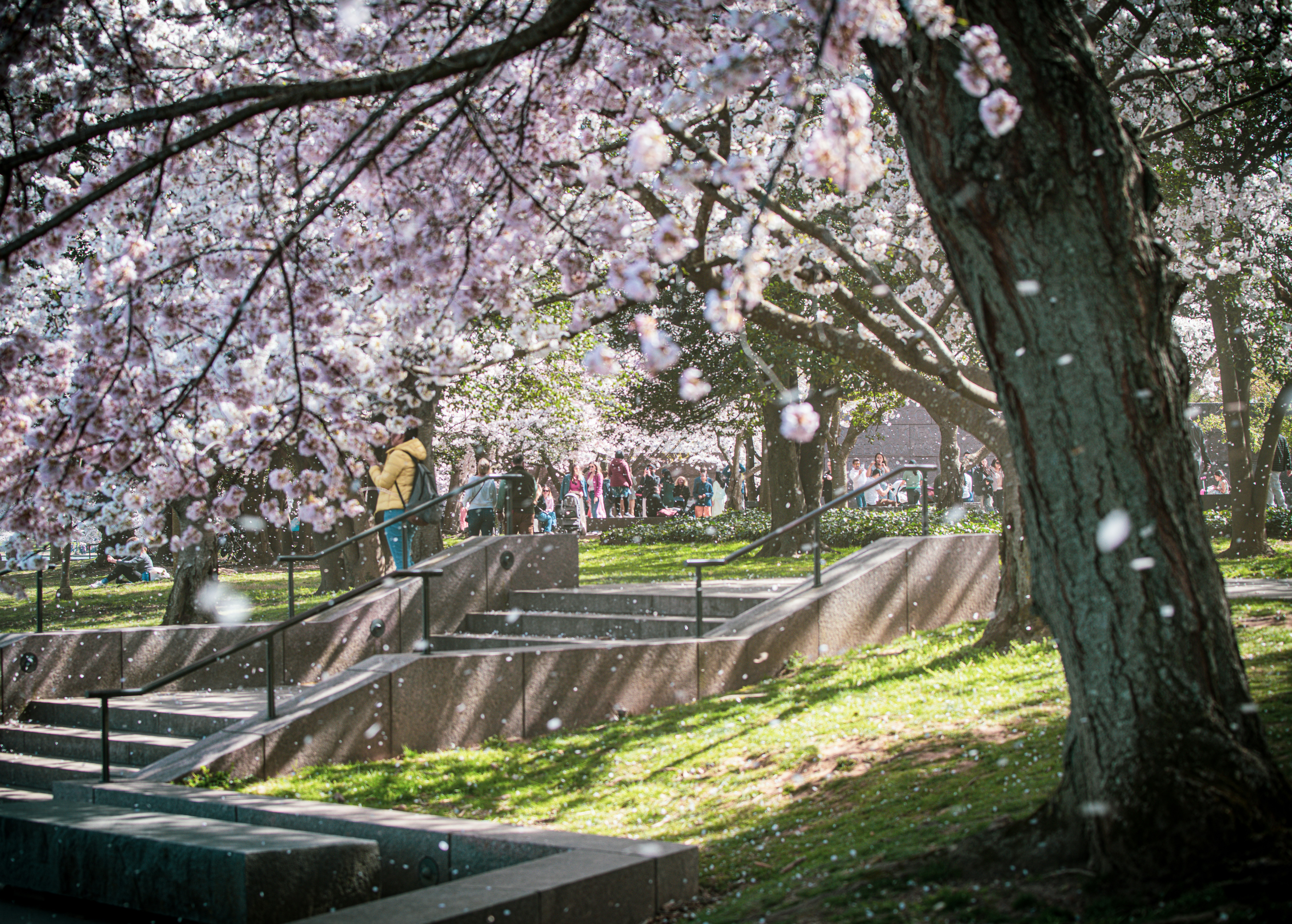 Yellow Jacket on the Cherry-Tree Terrace: Sunlit Steps Amid Blushing Petals