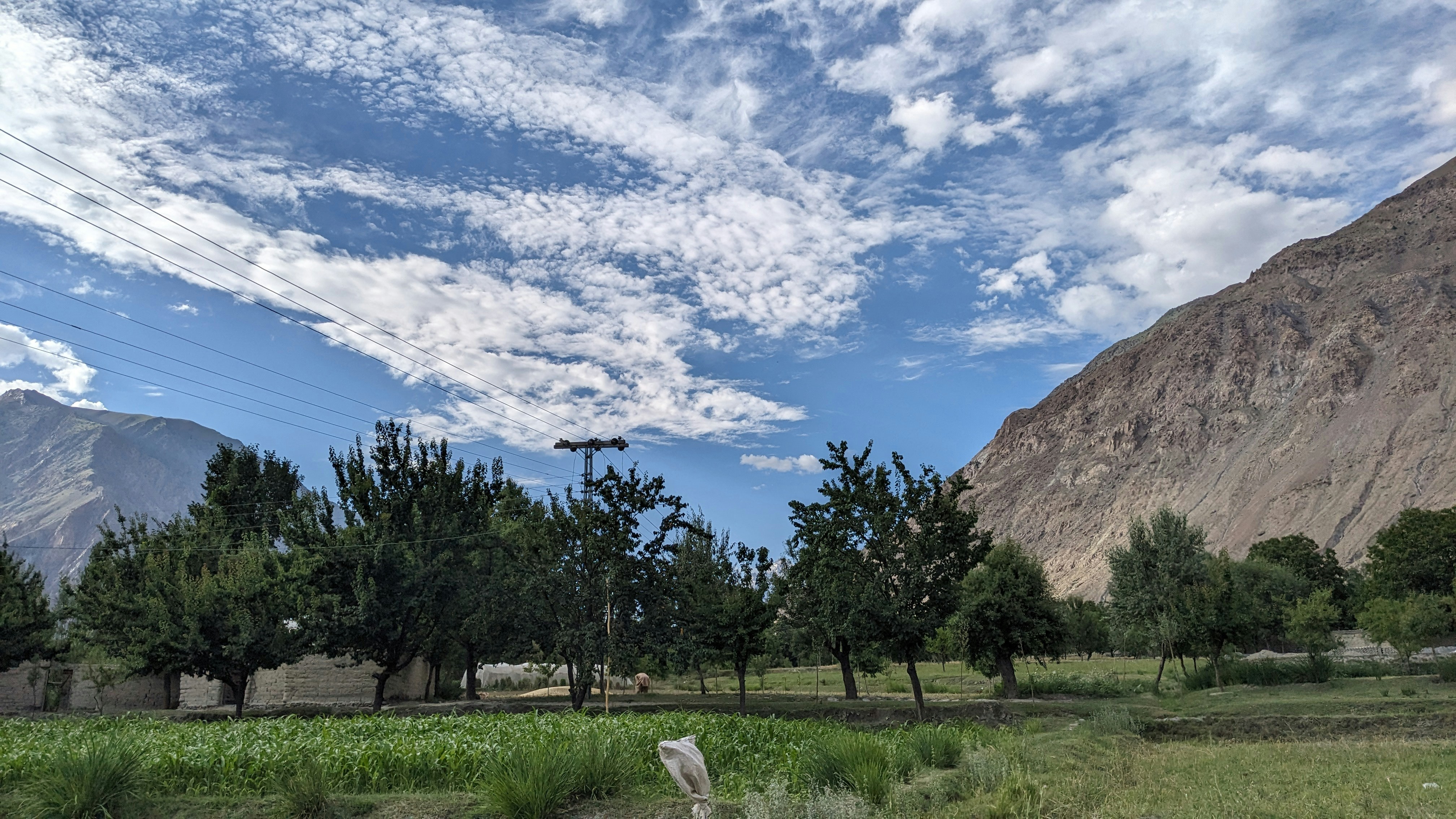 A dog is standing in a field with mountains in the background photo ...