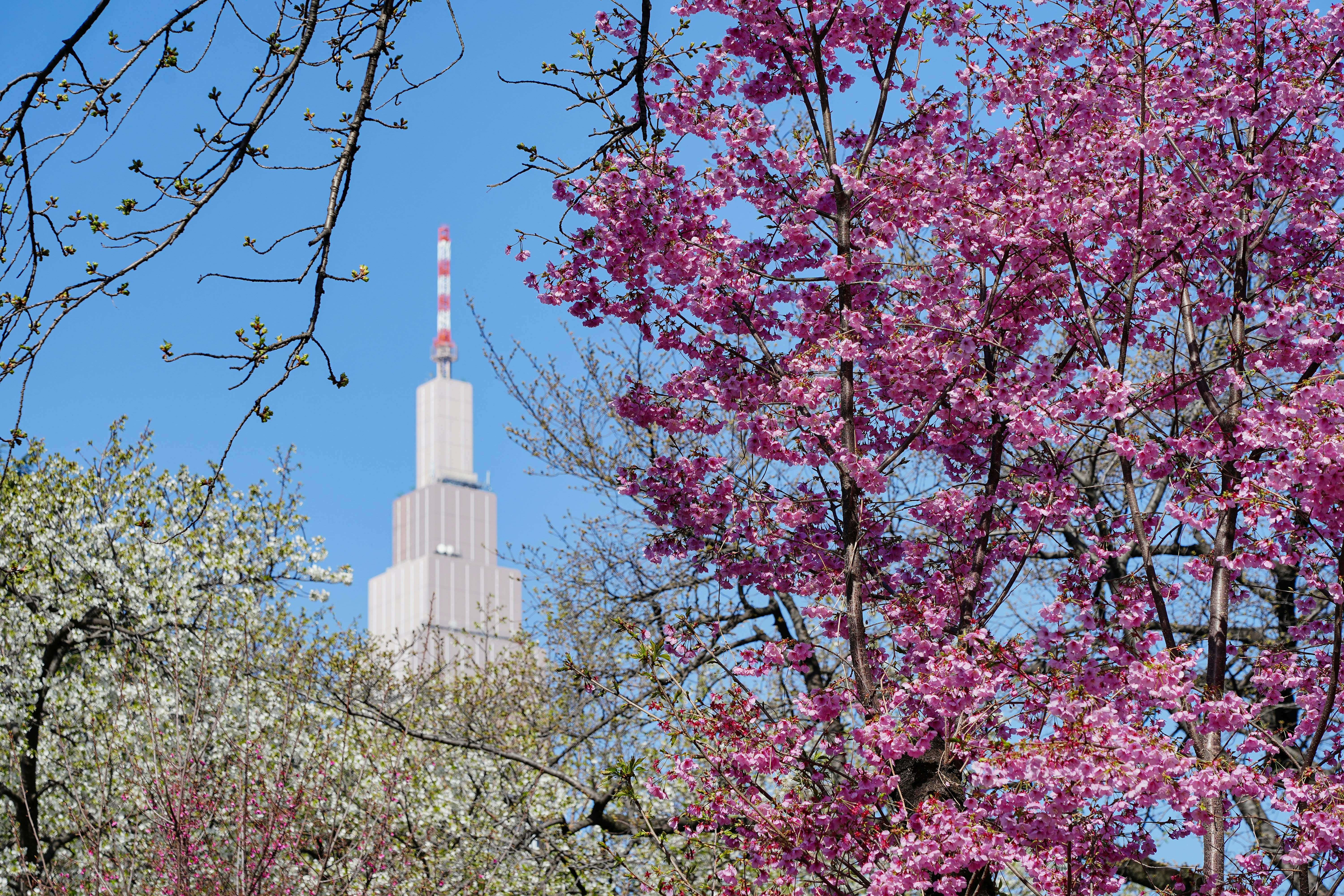 Spire in Bloom: Skyscraper Peeks Through Pink and White Cherry Blossoms