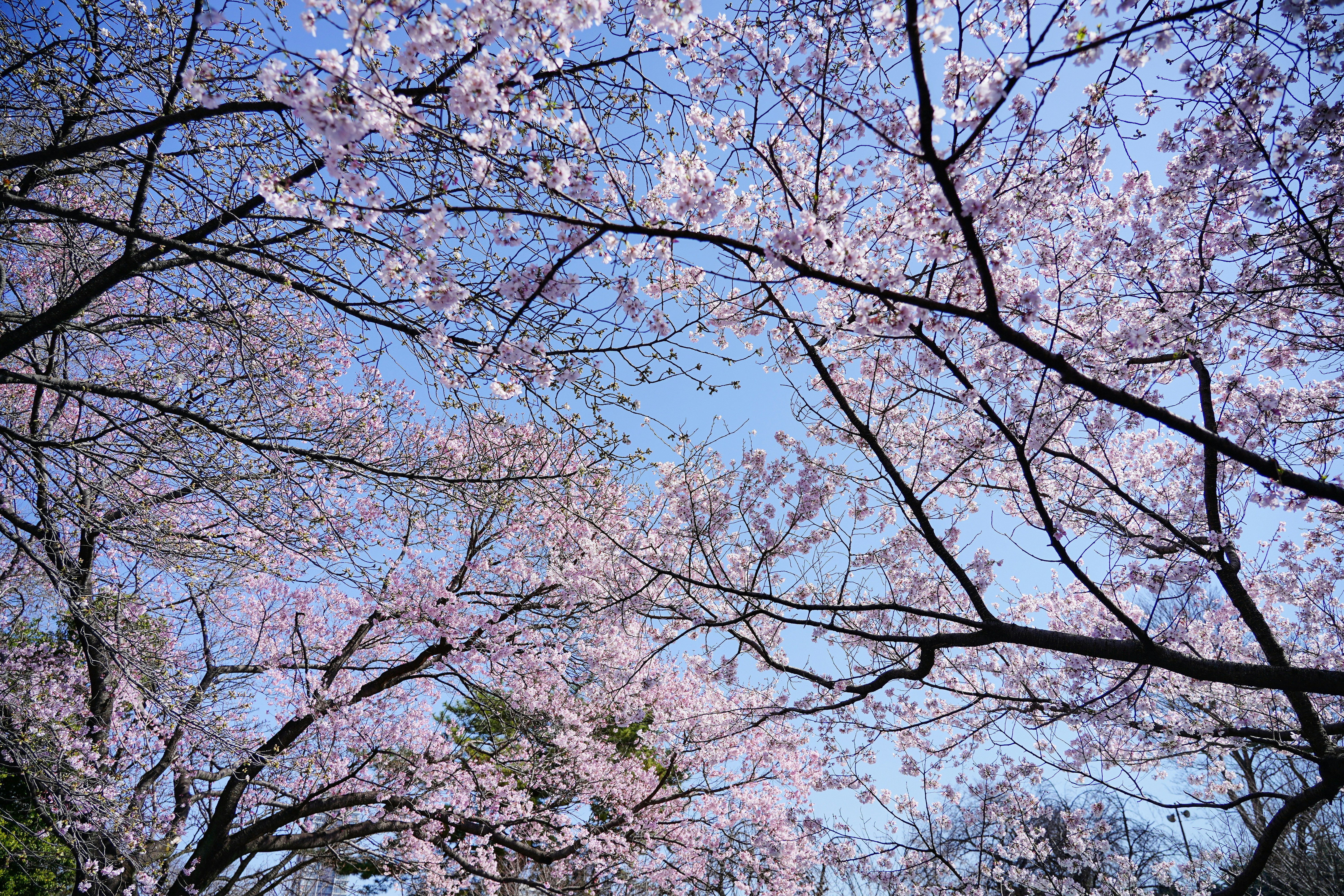 In this delightful capture within Shinjuku Gyoen, the Yoshino cherry blossoms are in full bloom, creating a canopy of soft pink against the clear blue sky. The branches lace above, forming natural patterns and allowing sunlight to filter through the delicate petals. This scene is an embodiment of spring in Japan, inviting onlookers to pause and admire the transient beauty of sakura—cherished symbols of renewal and fleeting life.