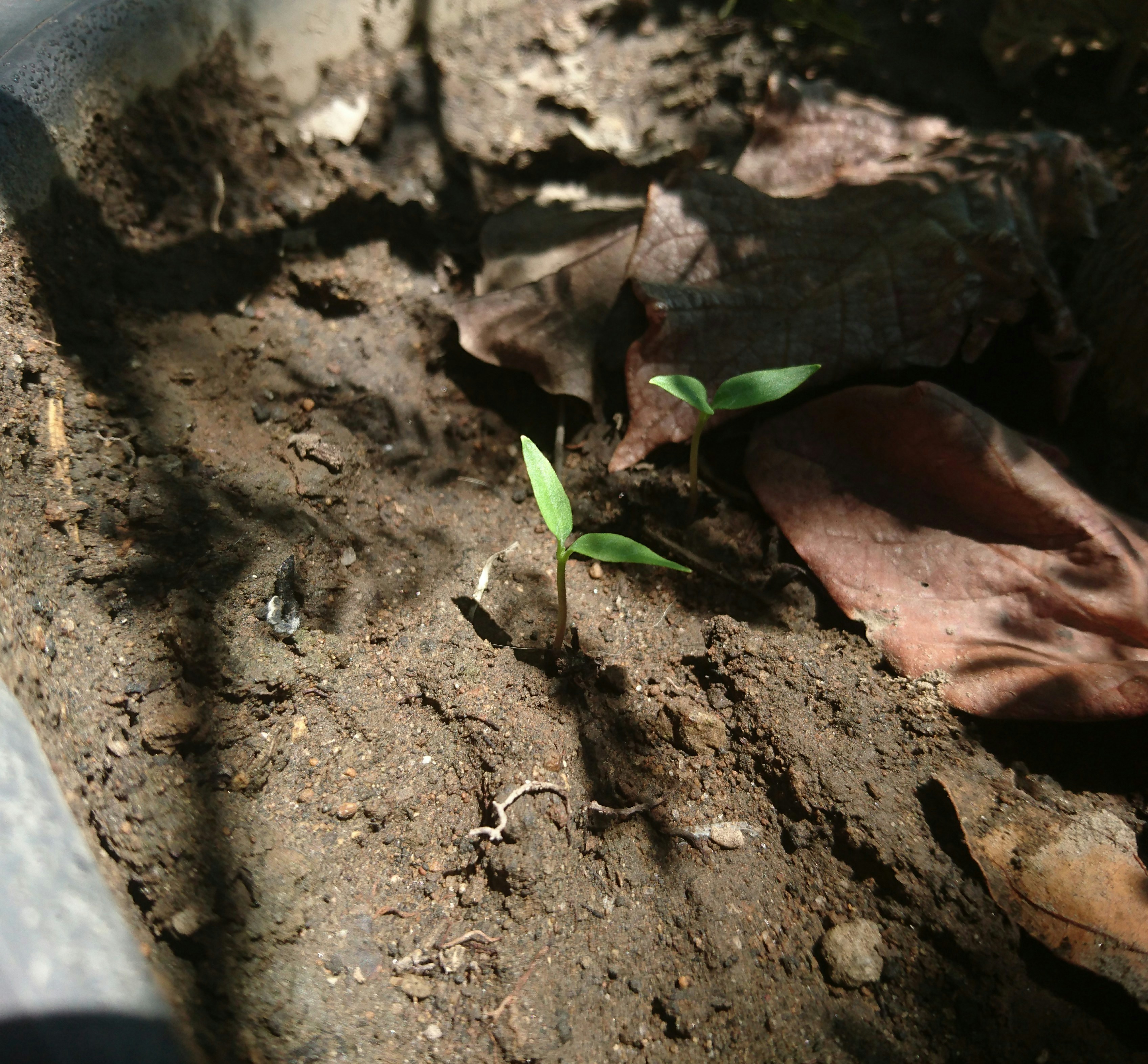 Photo by Lhar Capili with Sony Xperia Z5 Compact