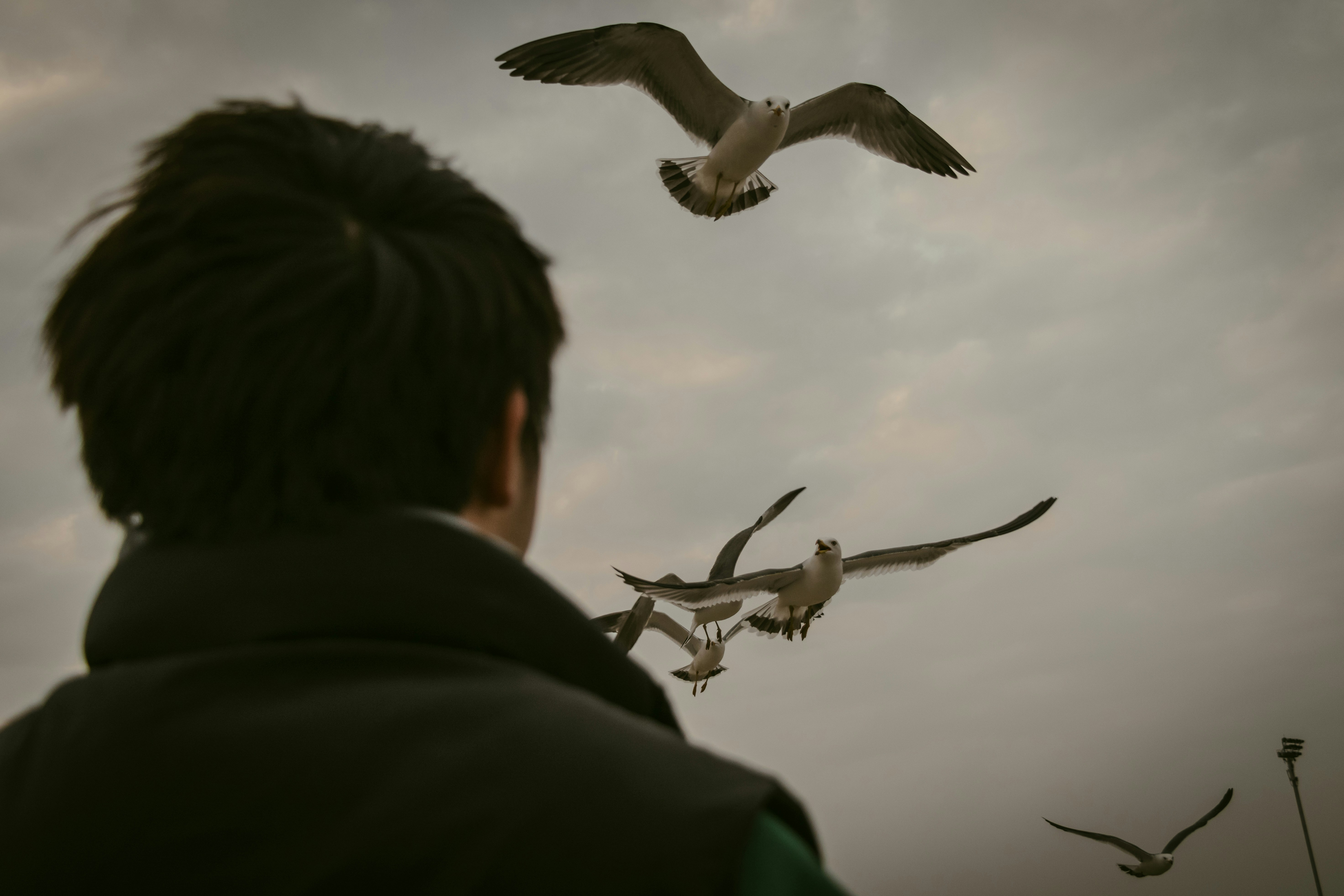 Wings Over the Moody Shore: Seagulls Lift Off as a Figure Watches