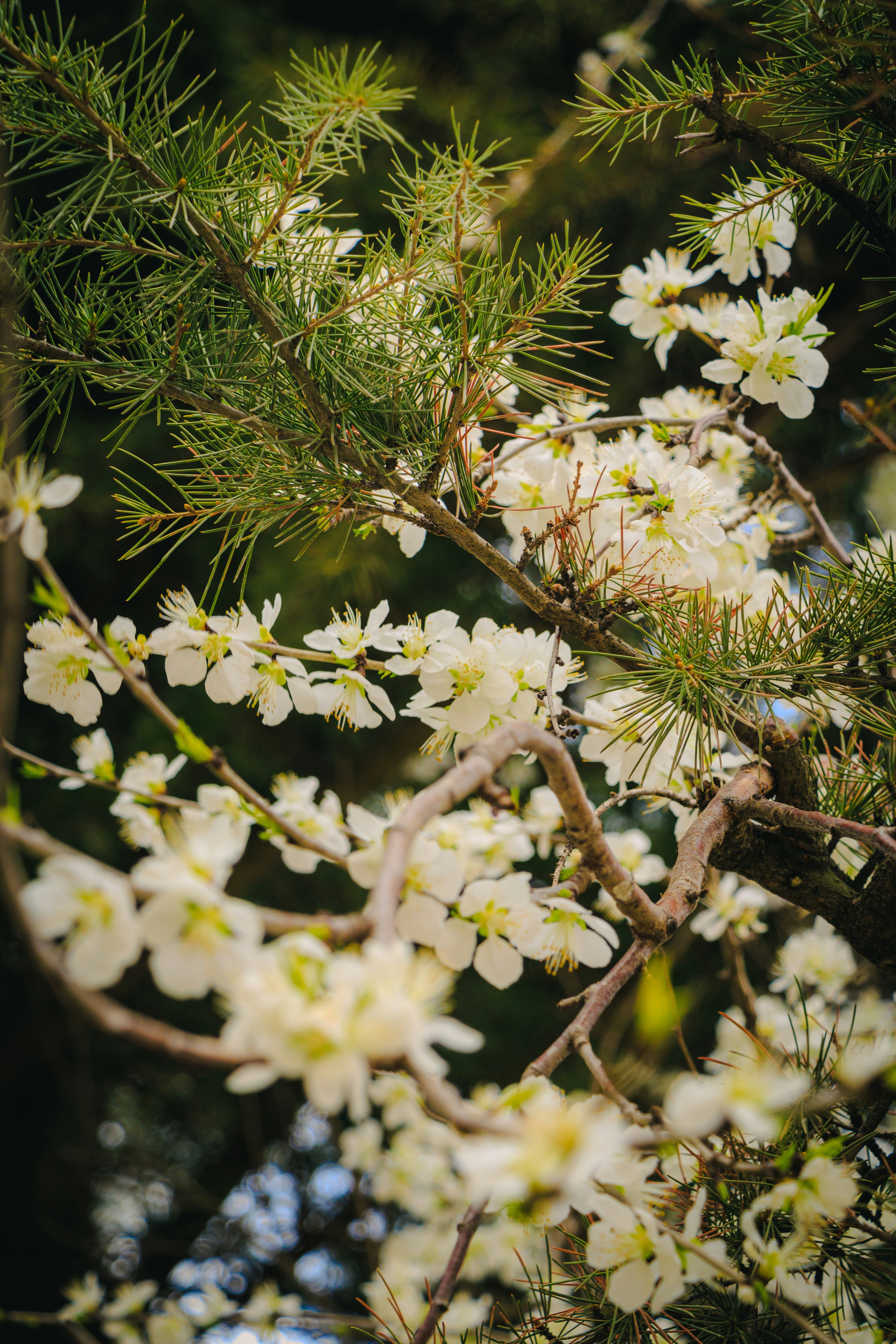 Snow-white blossoms thread through sunlit pine needles