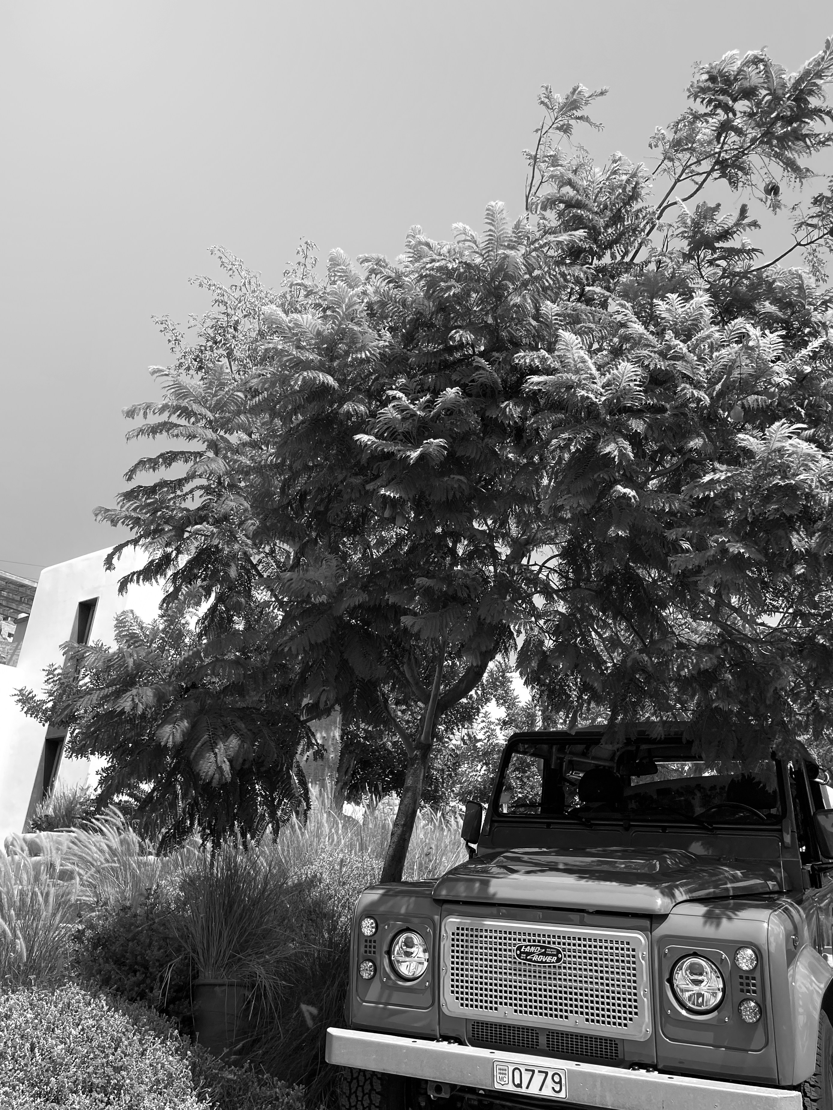 a black and white photo of a truck parked under a tree