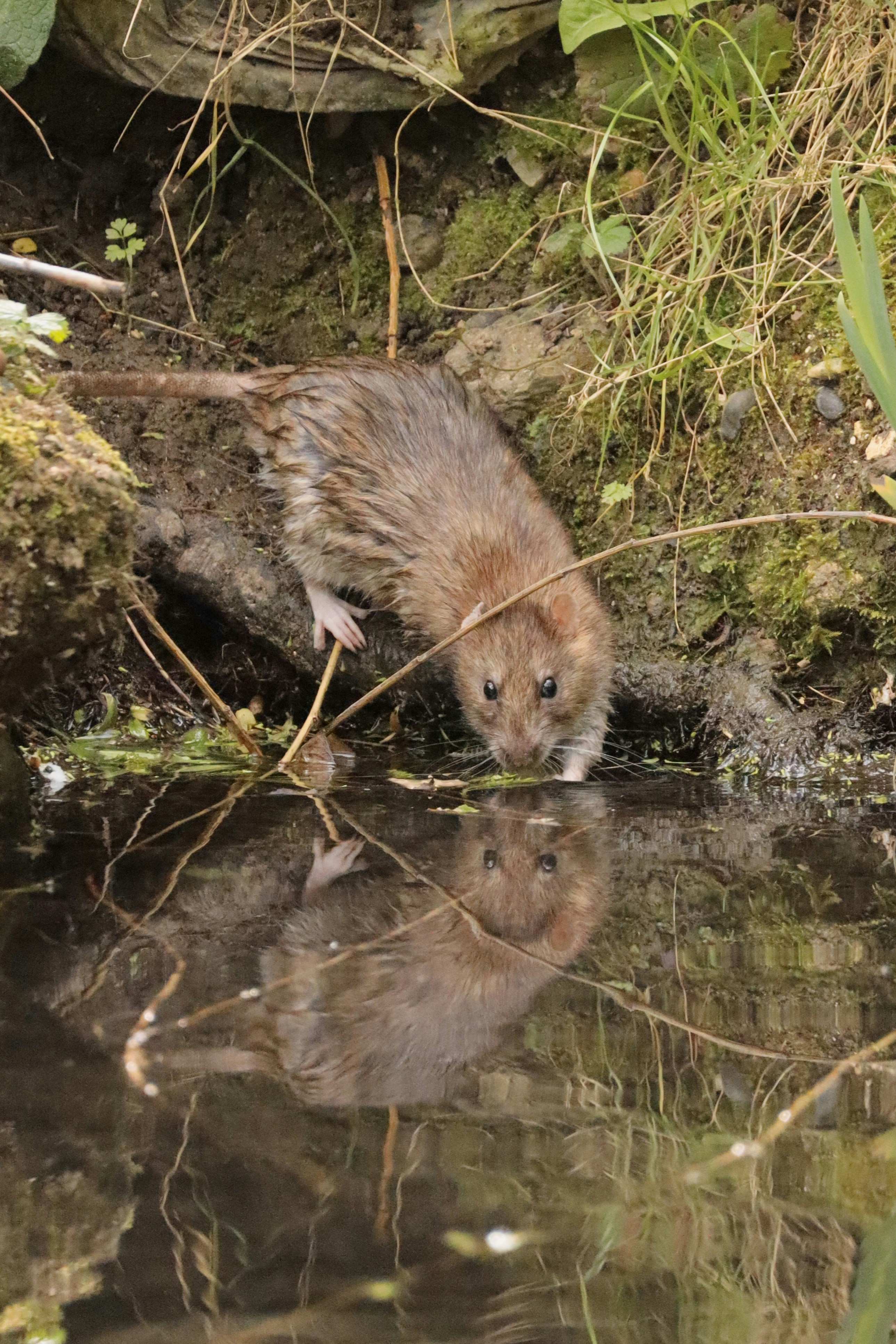 Mirror-Edge Pause: A brown mouse examines its reflection at the pond’s lip