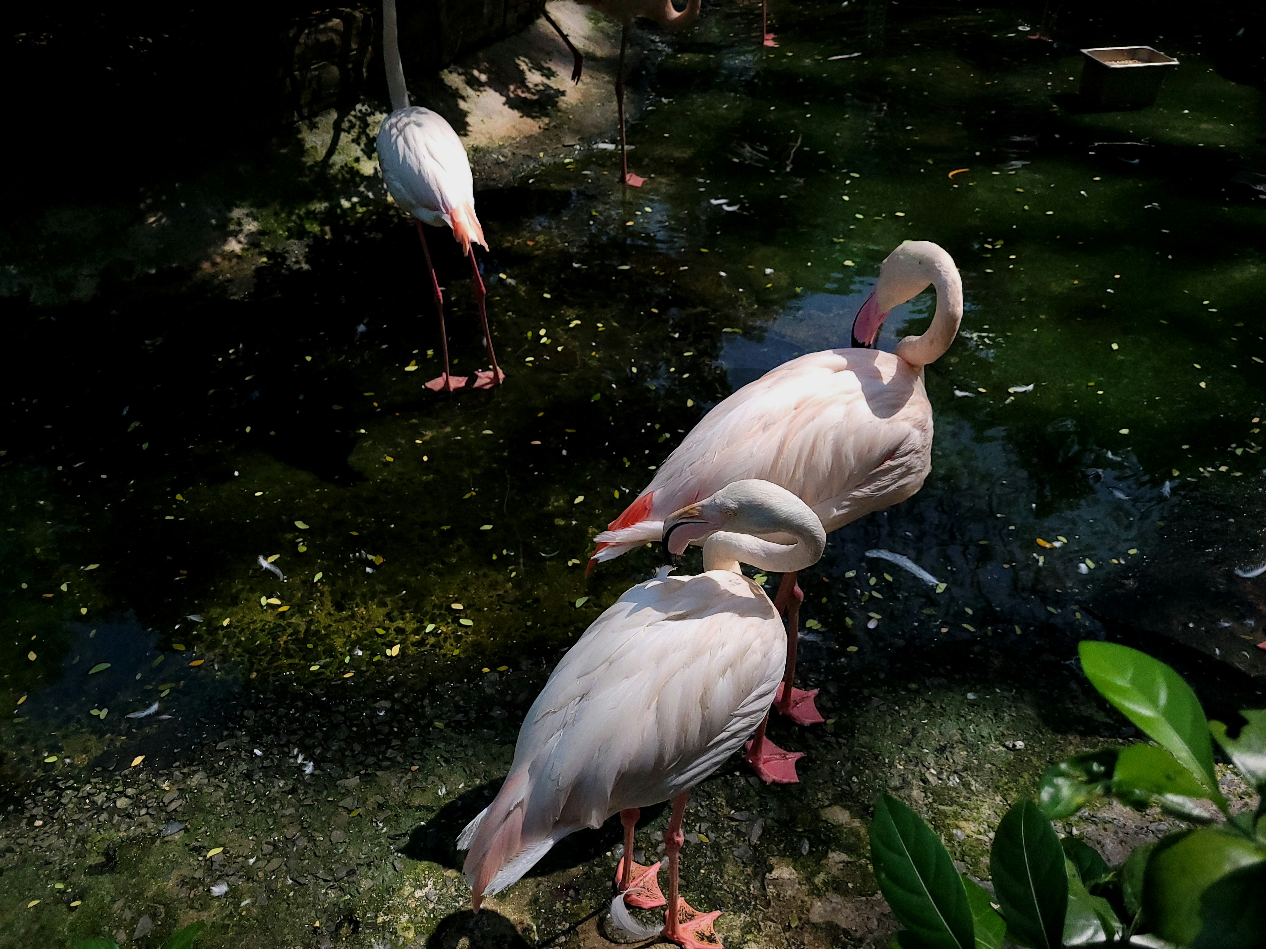 Dappled Light Flamingos by a Mossy Pond