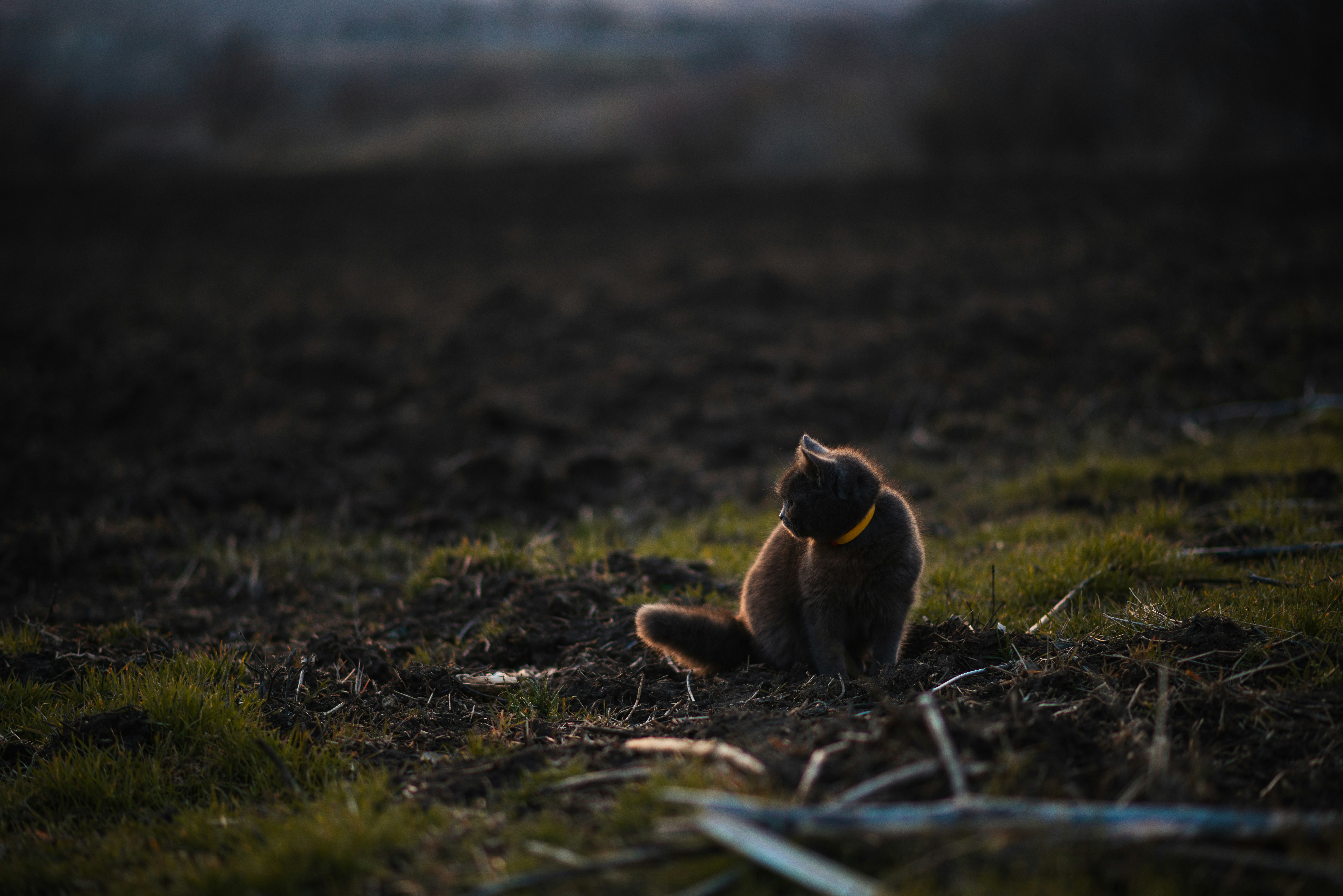 Dusk's Quiet Sentinel: A Fox in a Shadowed Field