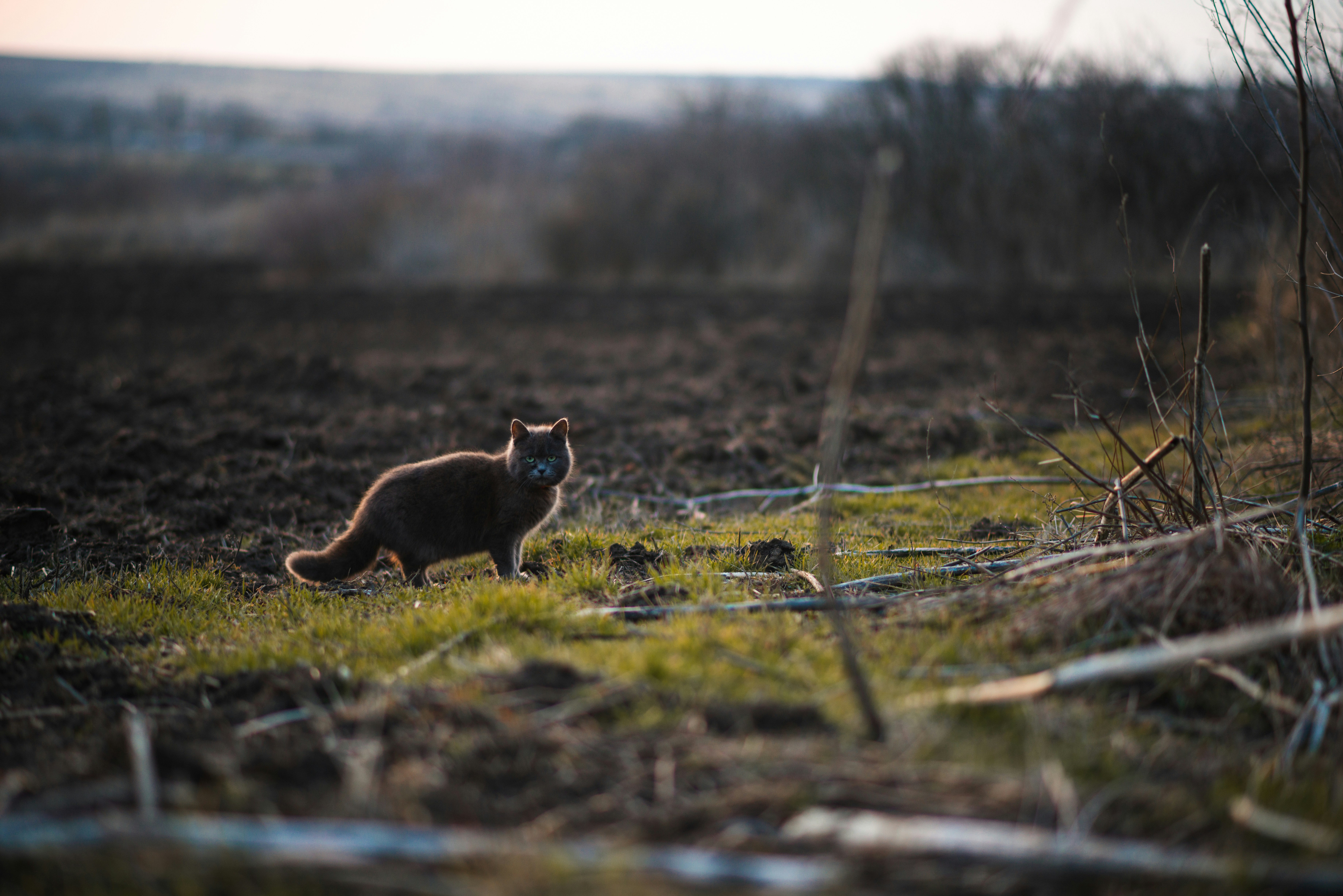 Evening Vigil: Lone Red Fox Among Slender Driftwood