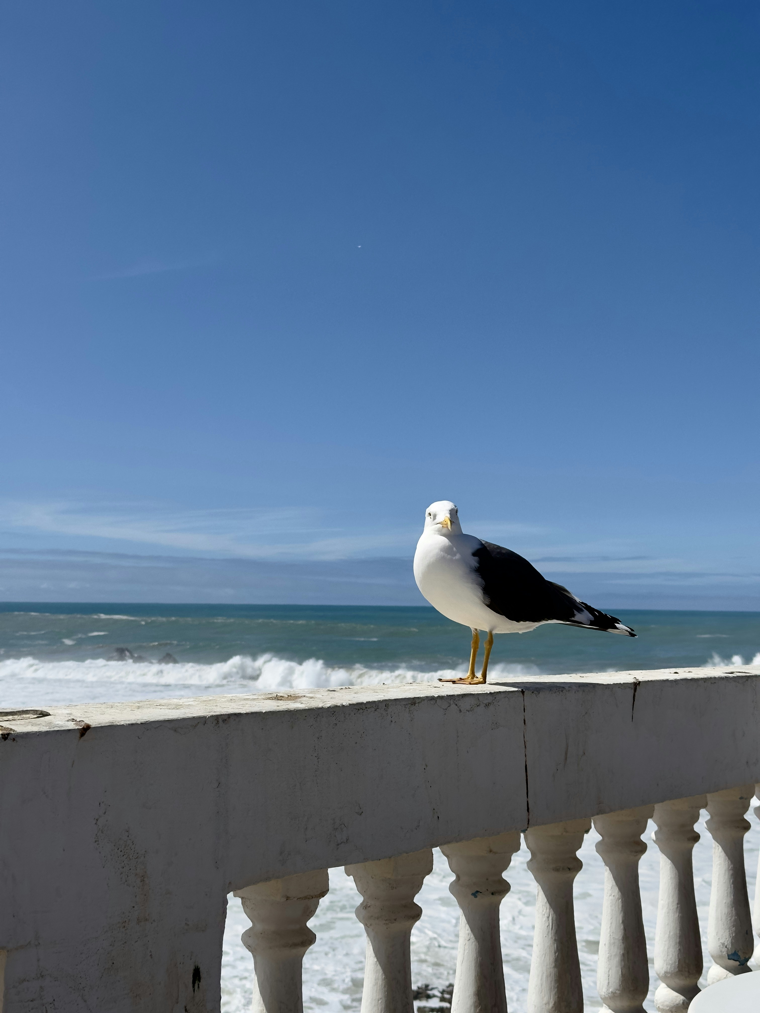 Gull on the Veranda: A Quiet Seaside Moment