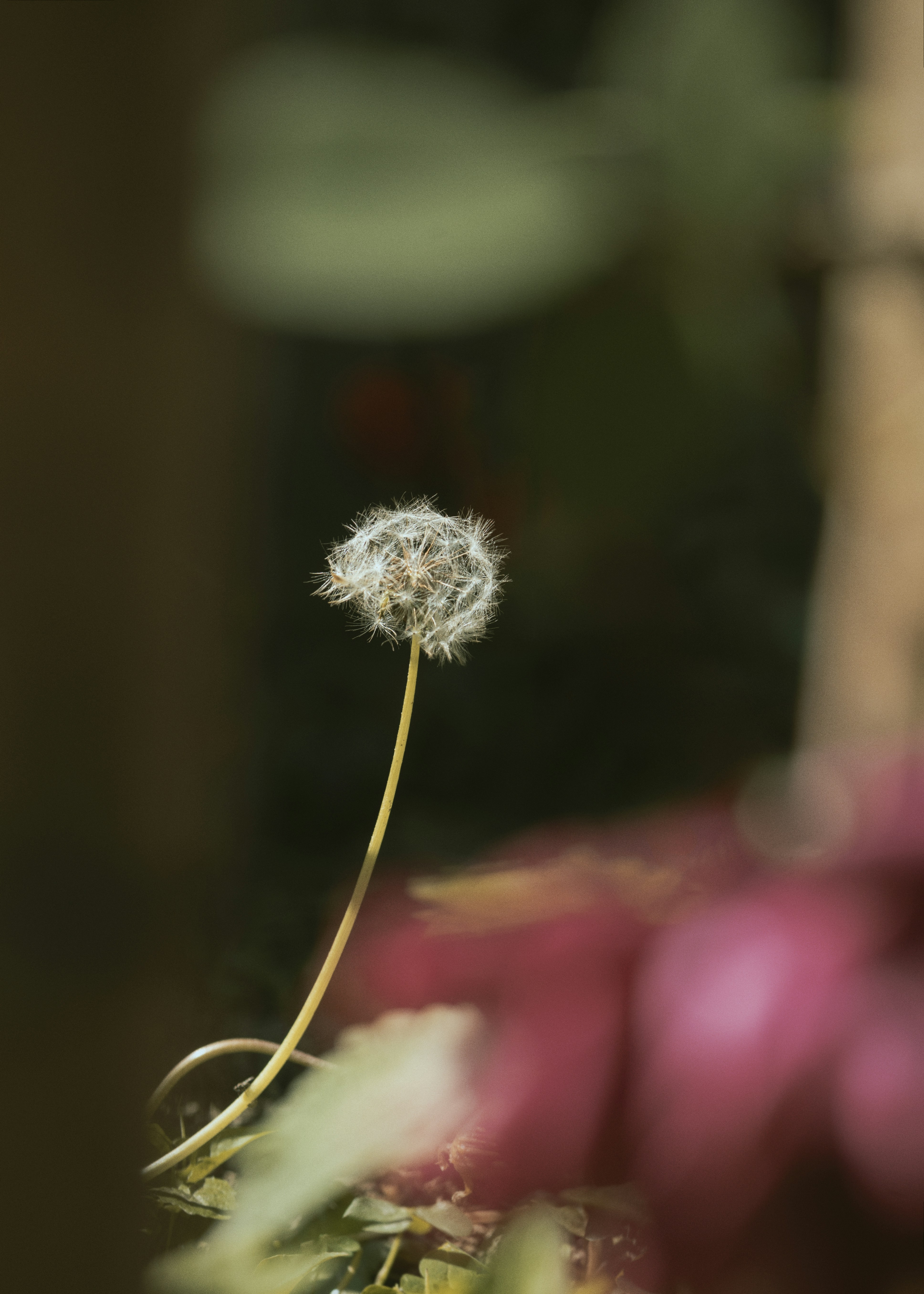 Dandelion Puff Above a Velvet Garden at Dusk