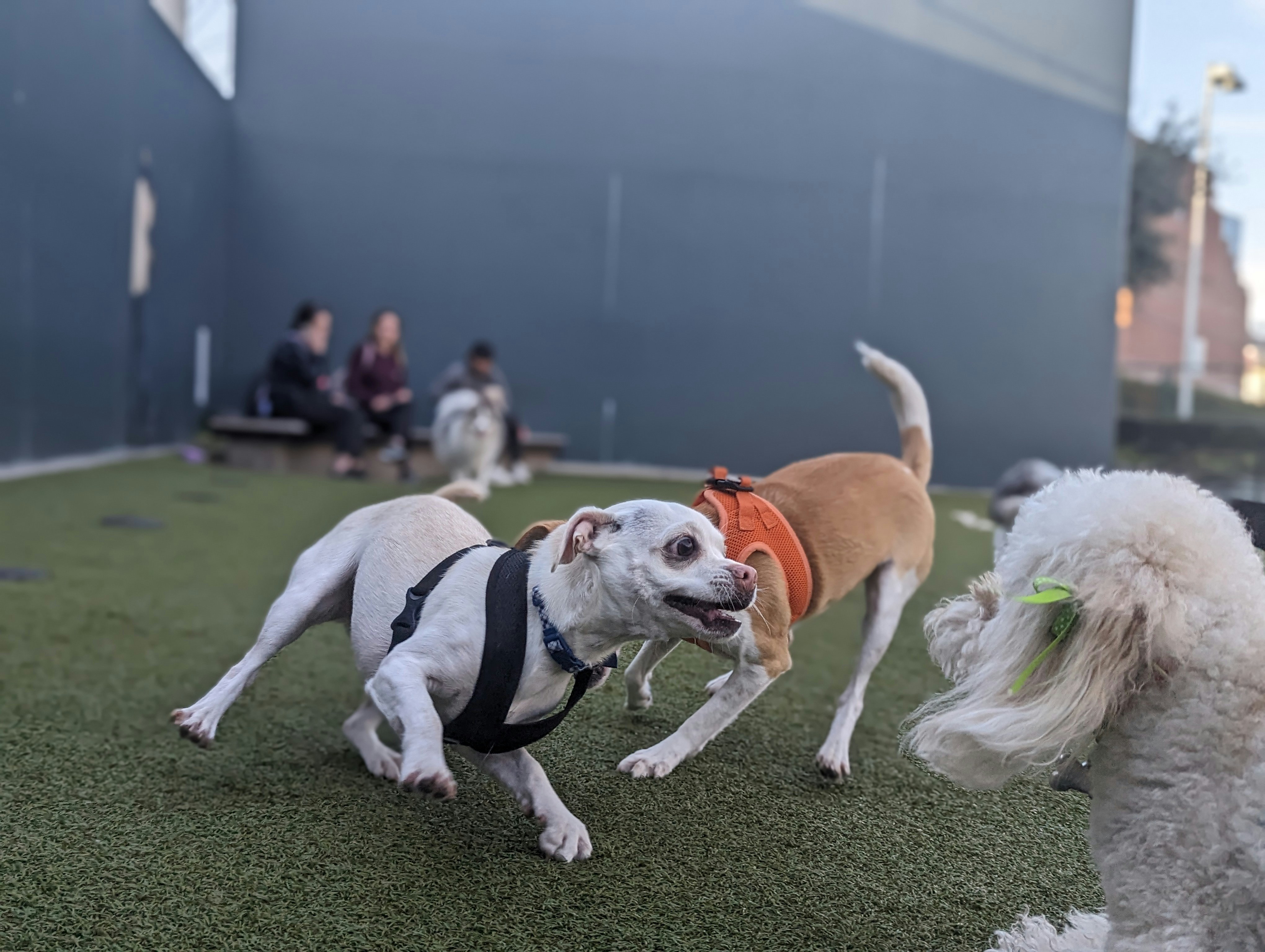 A group of dogs playing with each other photo – Free Grey Image on Unsplash