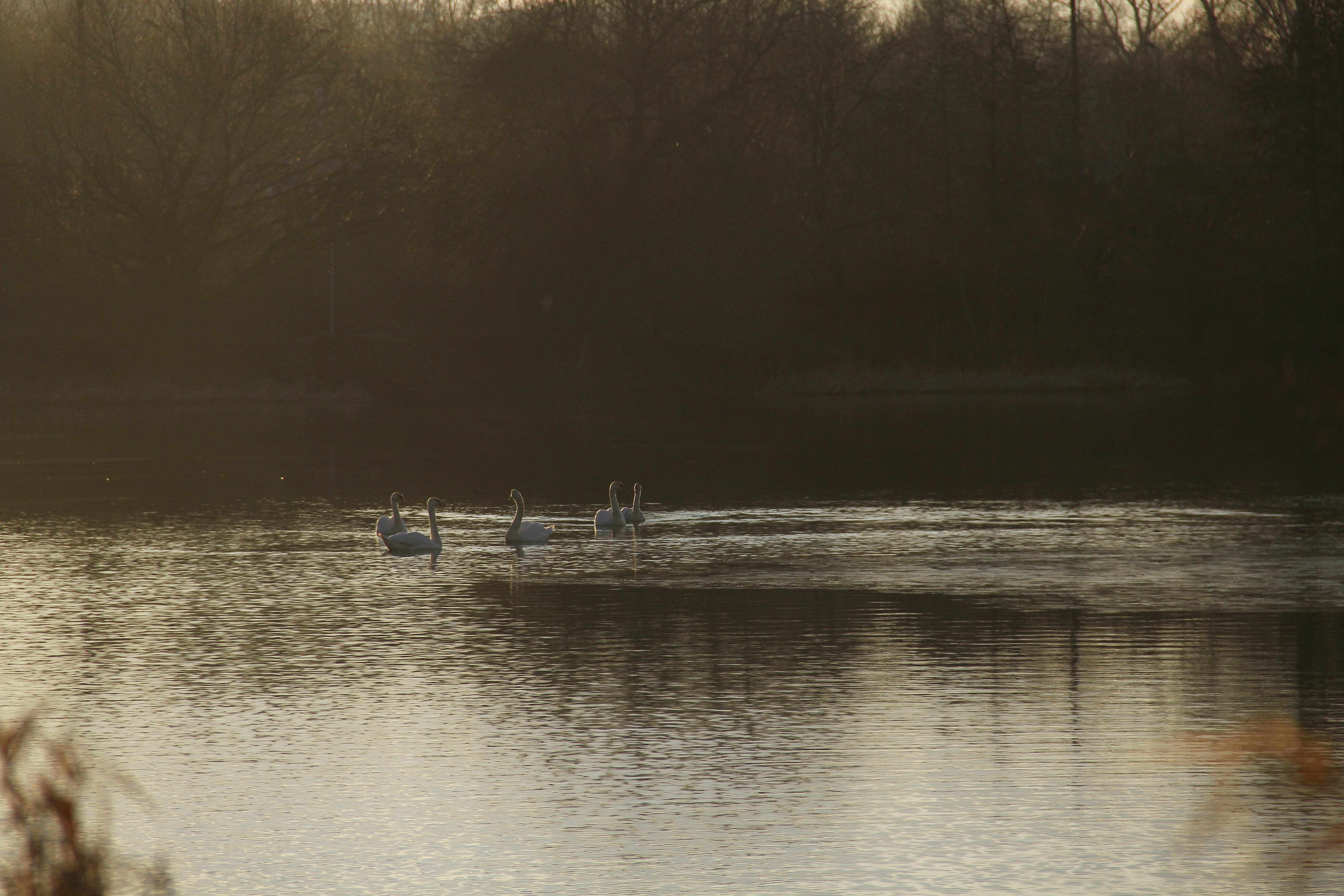 Triplet of Swans on a Quiet Lake at Dusk