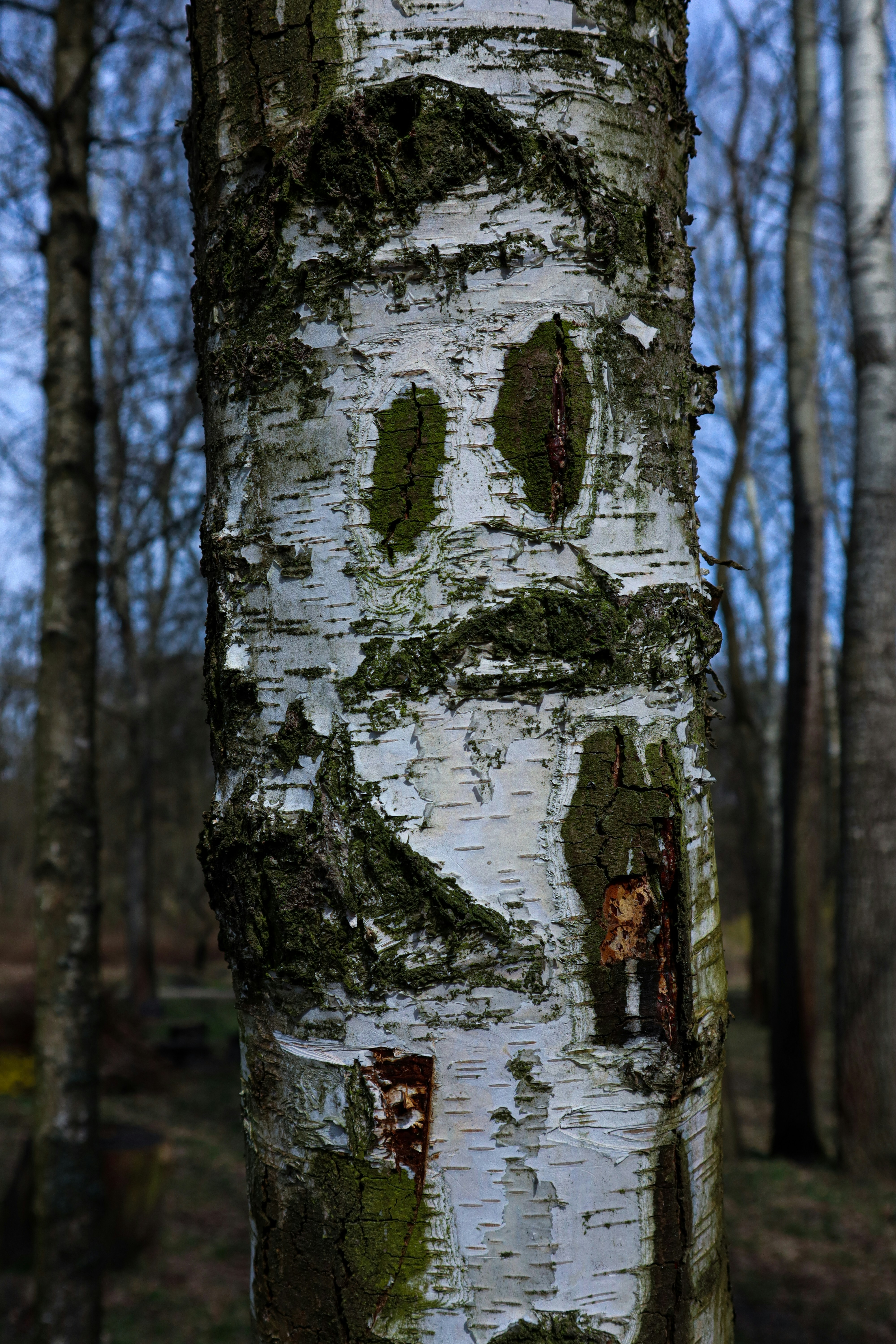 Blue Hour Birch: Moss-Textured Trunk in a Quiet Forest