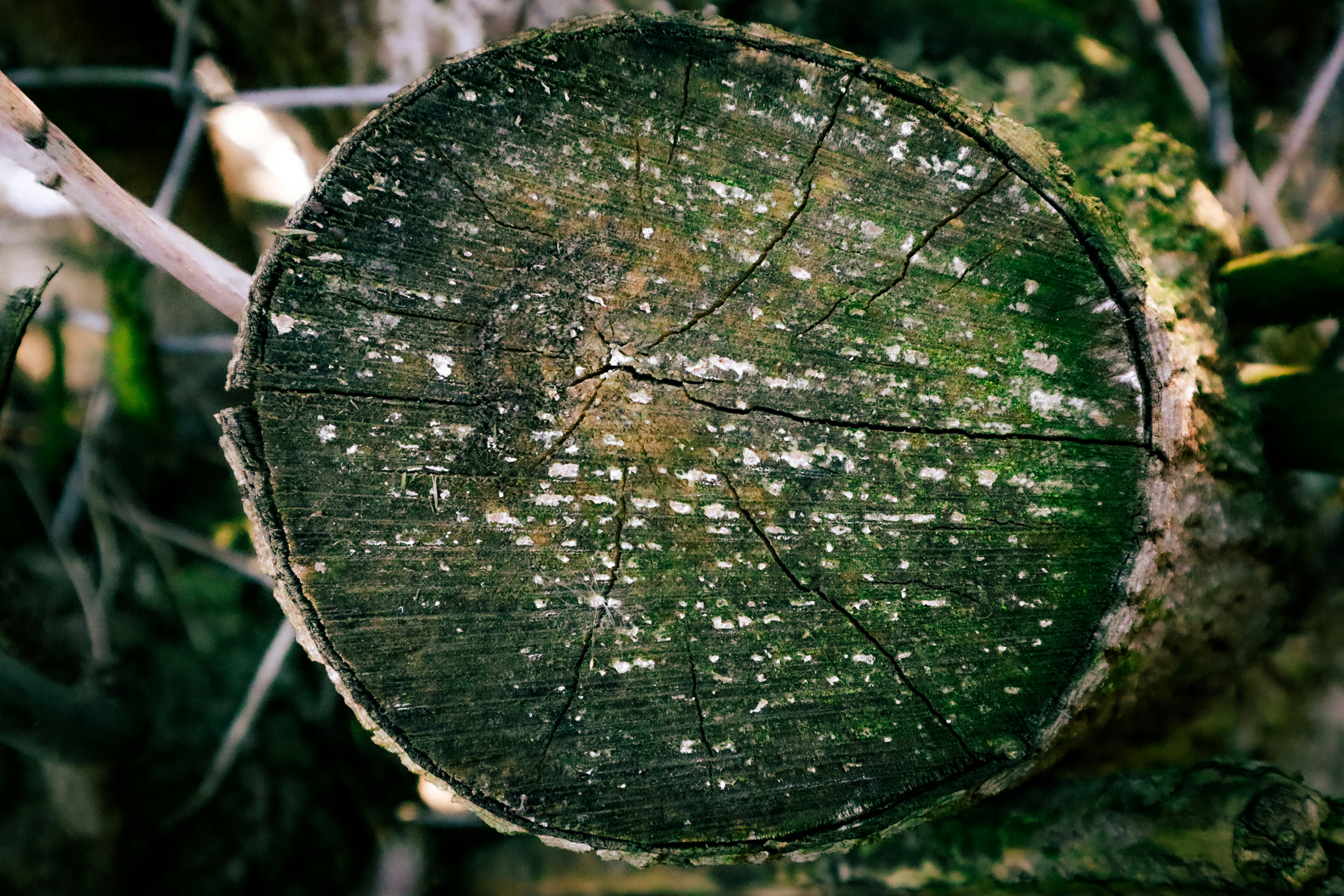 Centered Rings: Moss-Covered Tree Stump in Focus