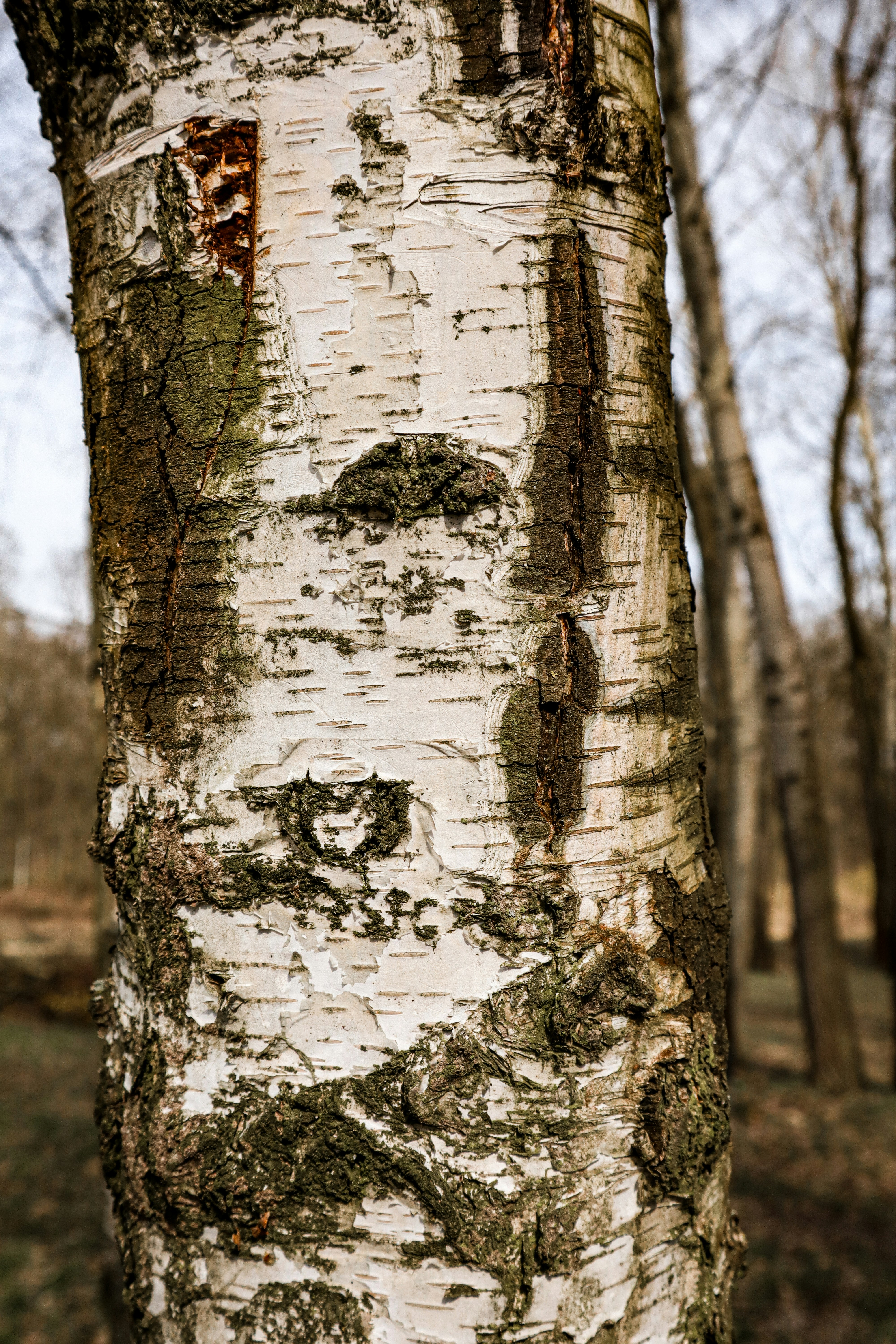 Birch Bark Portrait: Textures and Rough Light on a Trunk