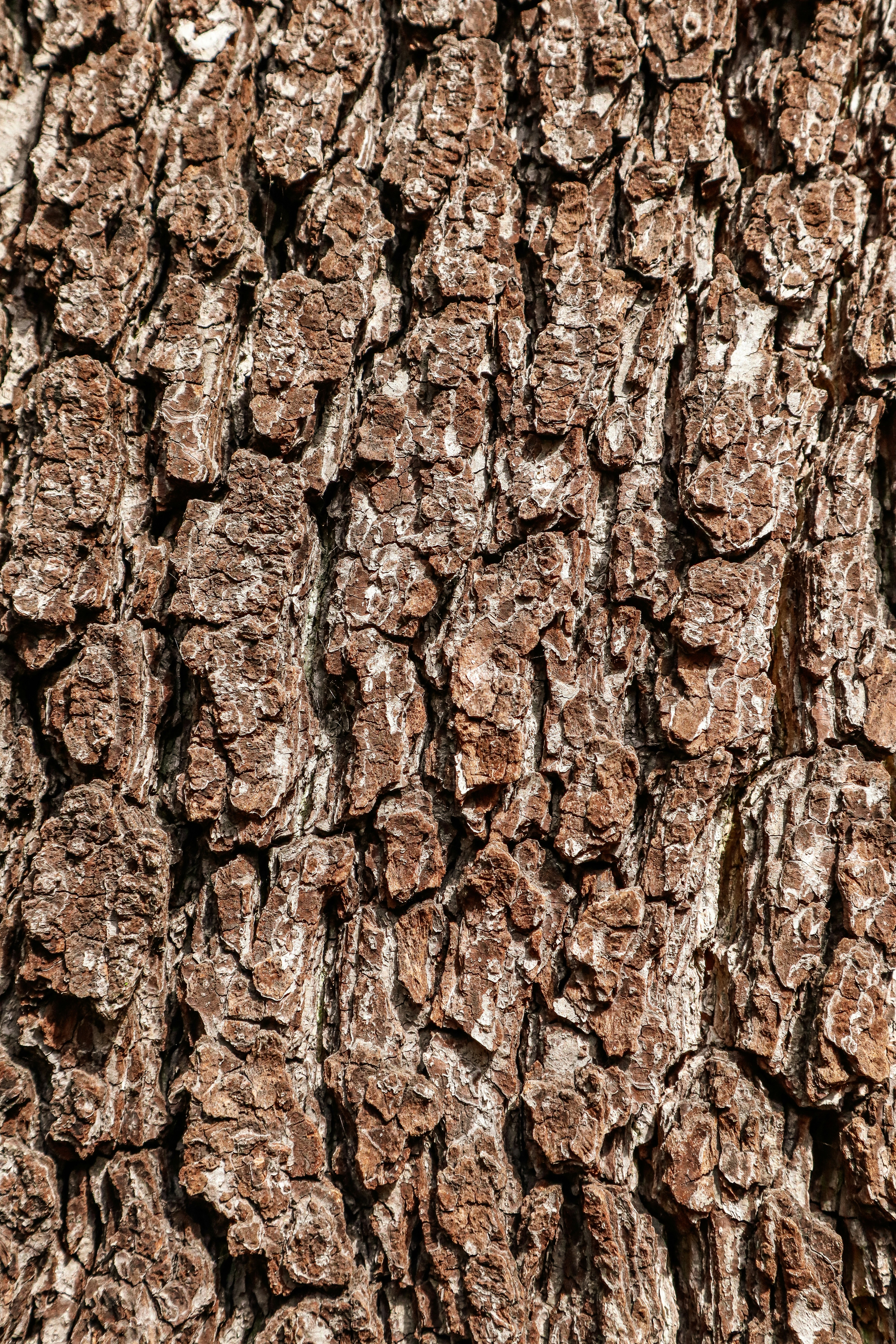 Cracked Armor: Macro Portrait of Bark's Geometric Texture
