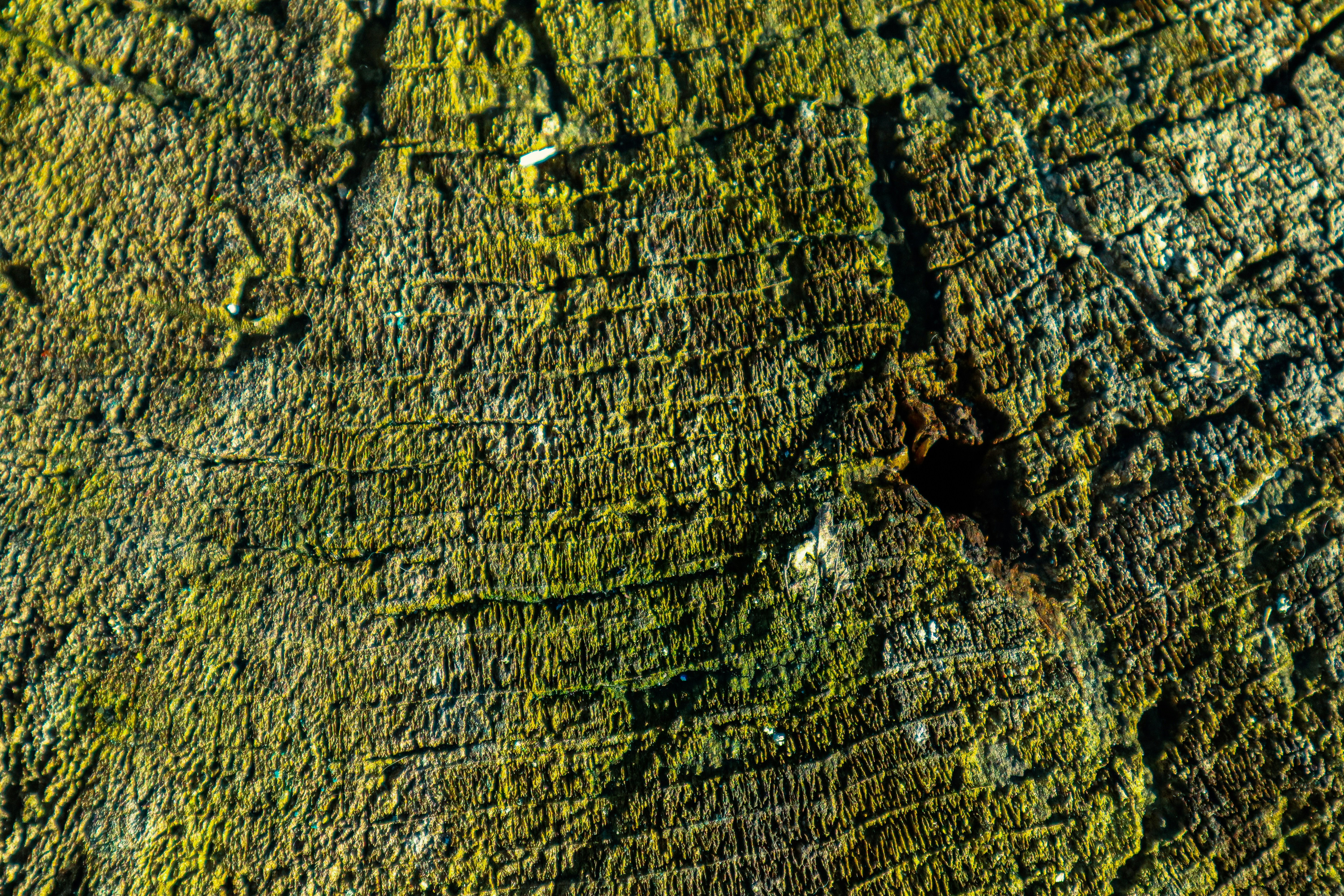 a close up of a tree trunk with moss growing on it