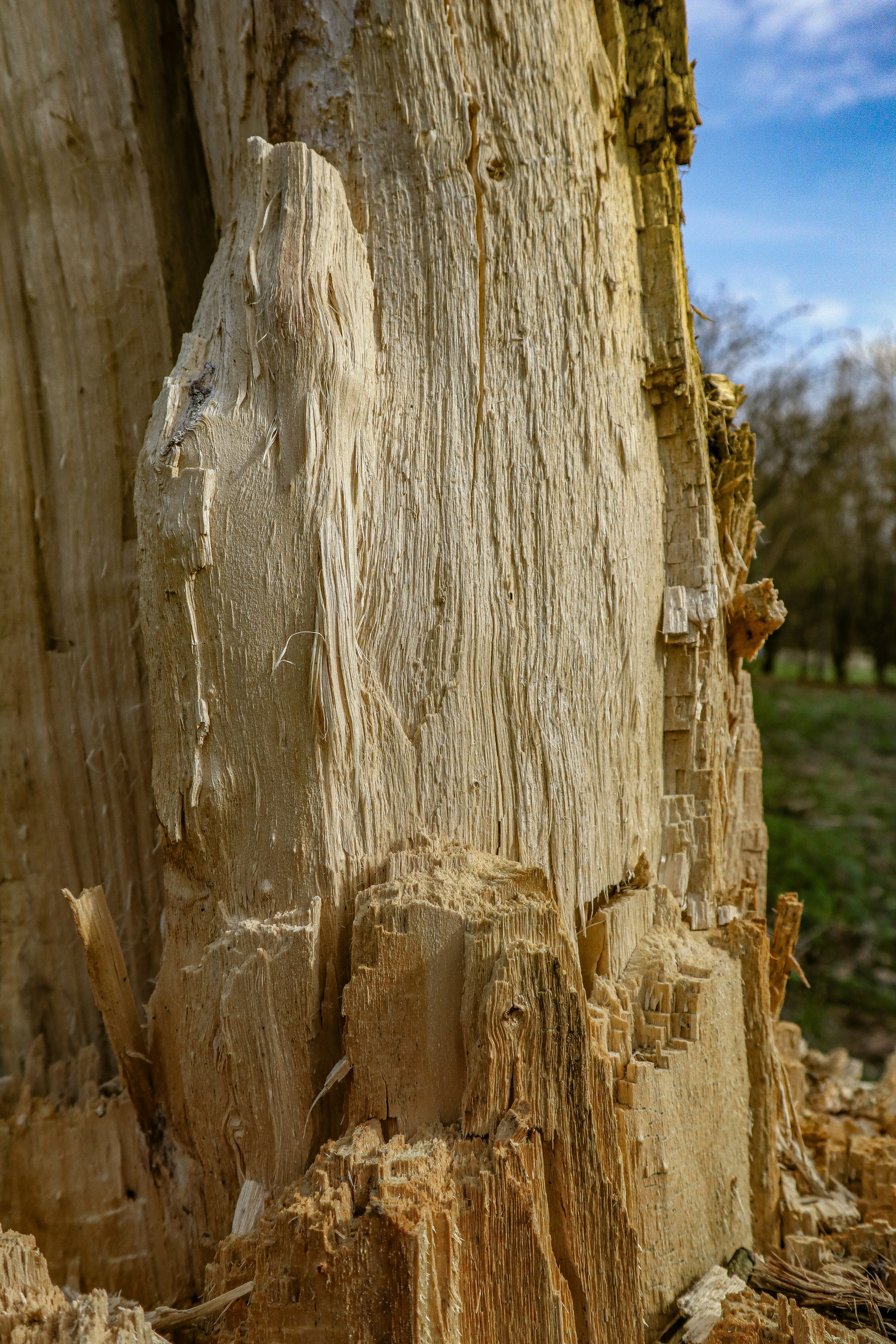 Golden Strata: Close-Up of Weathered Bark in Sunlit Park