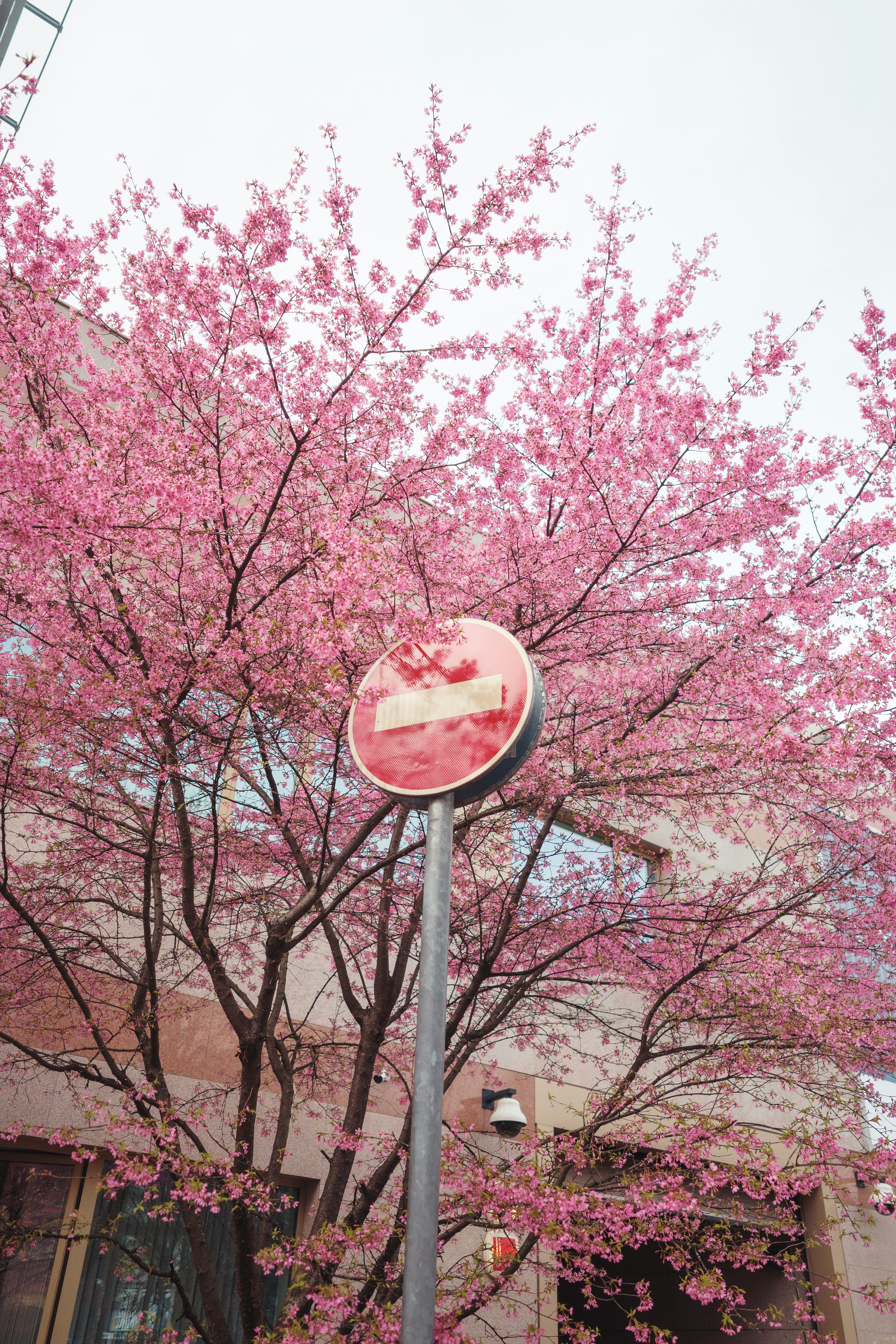 No-Entry Signal Emerging Through a Sakura Bloom