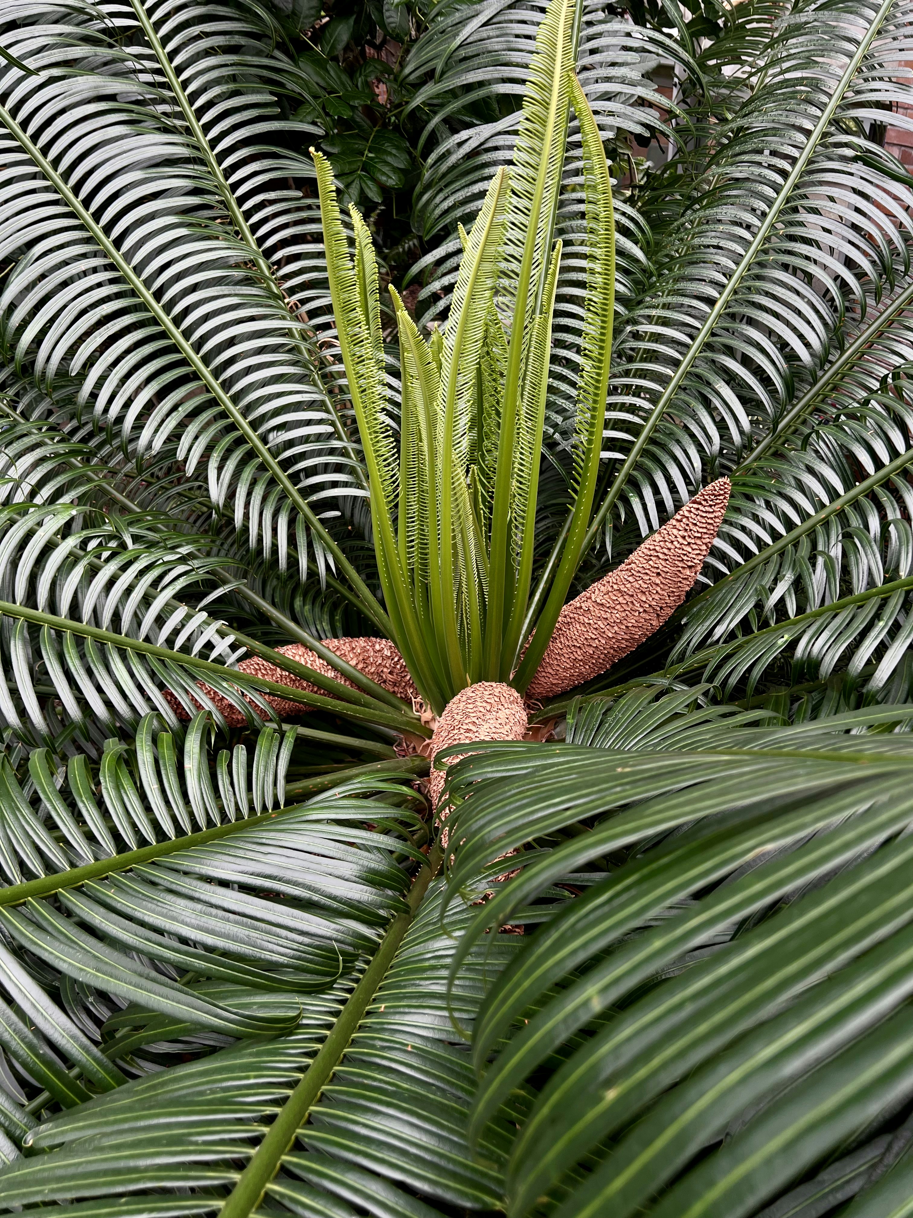 Neon Crown Rising: A Sago Palm's Coral Cone Amid Arching Fronds
