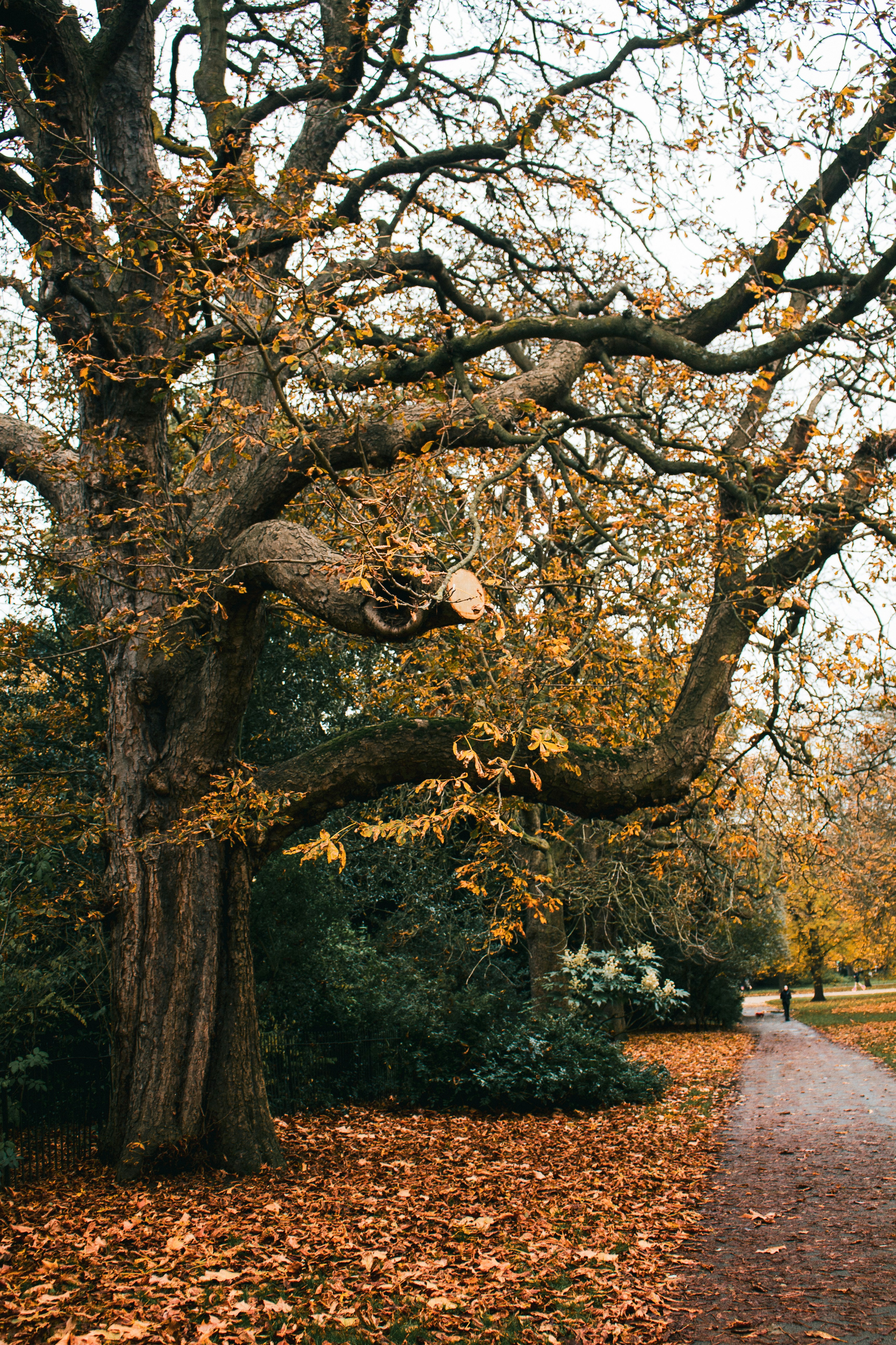 Gnarled Sentinel Over a Leaf-Carpet Path