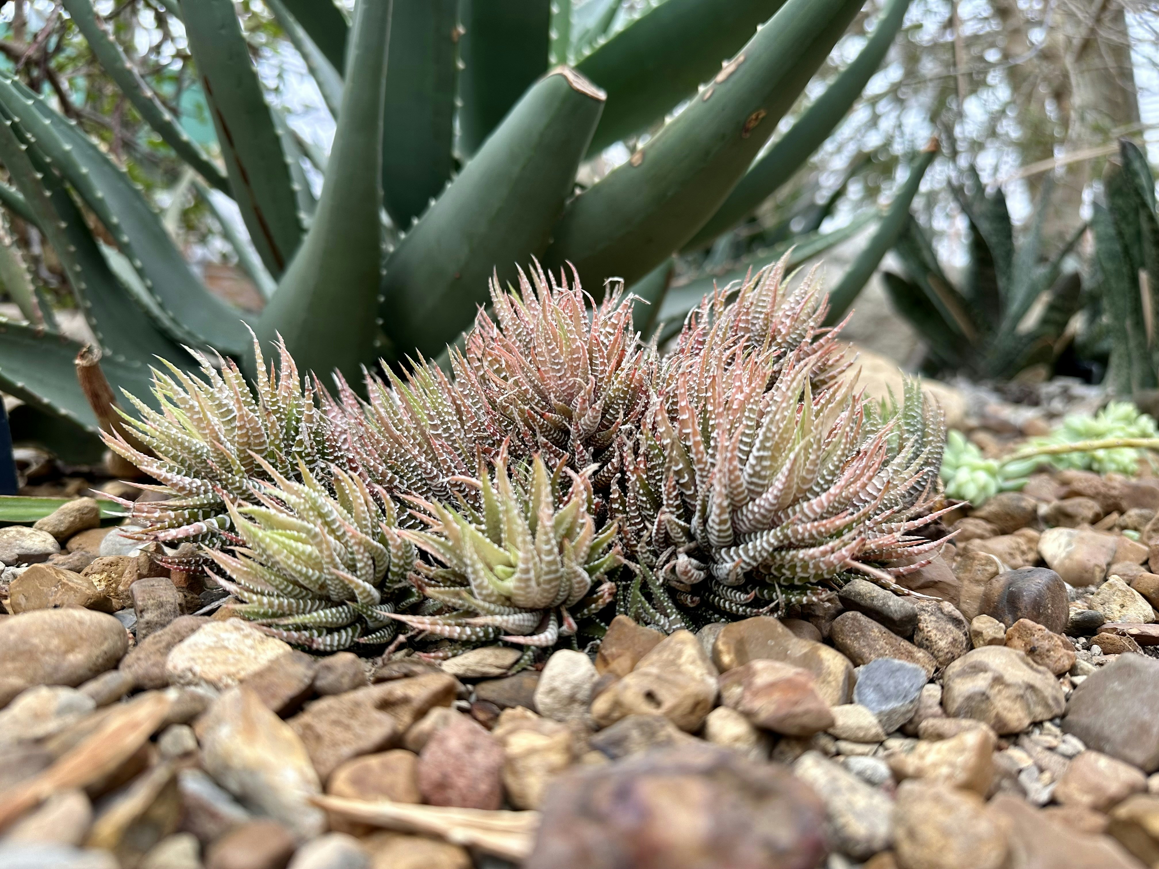 Pebble Bed, Frosted Rosettes: A Desert Garden Close-Up