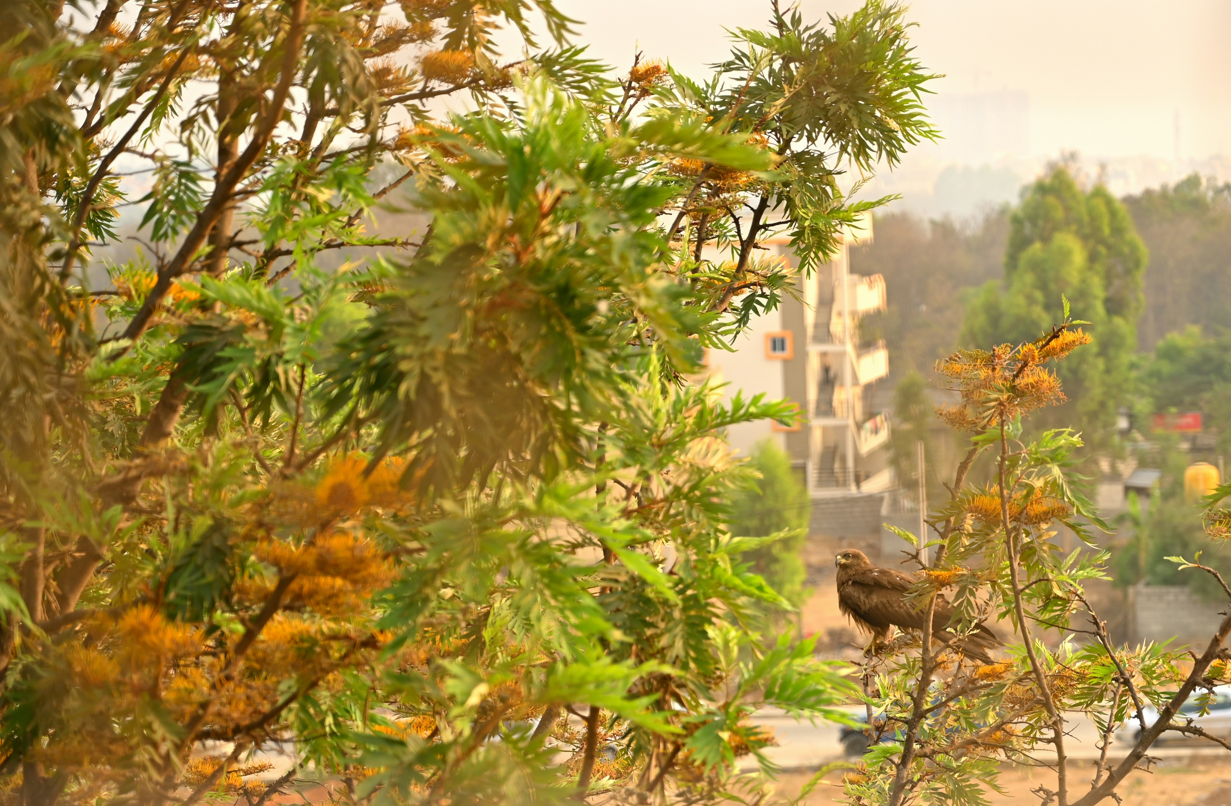 Green Canopy Framing a Quiet City in Golden Light