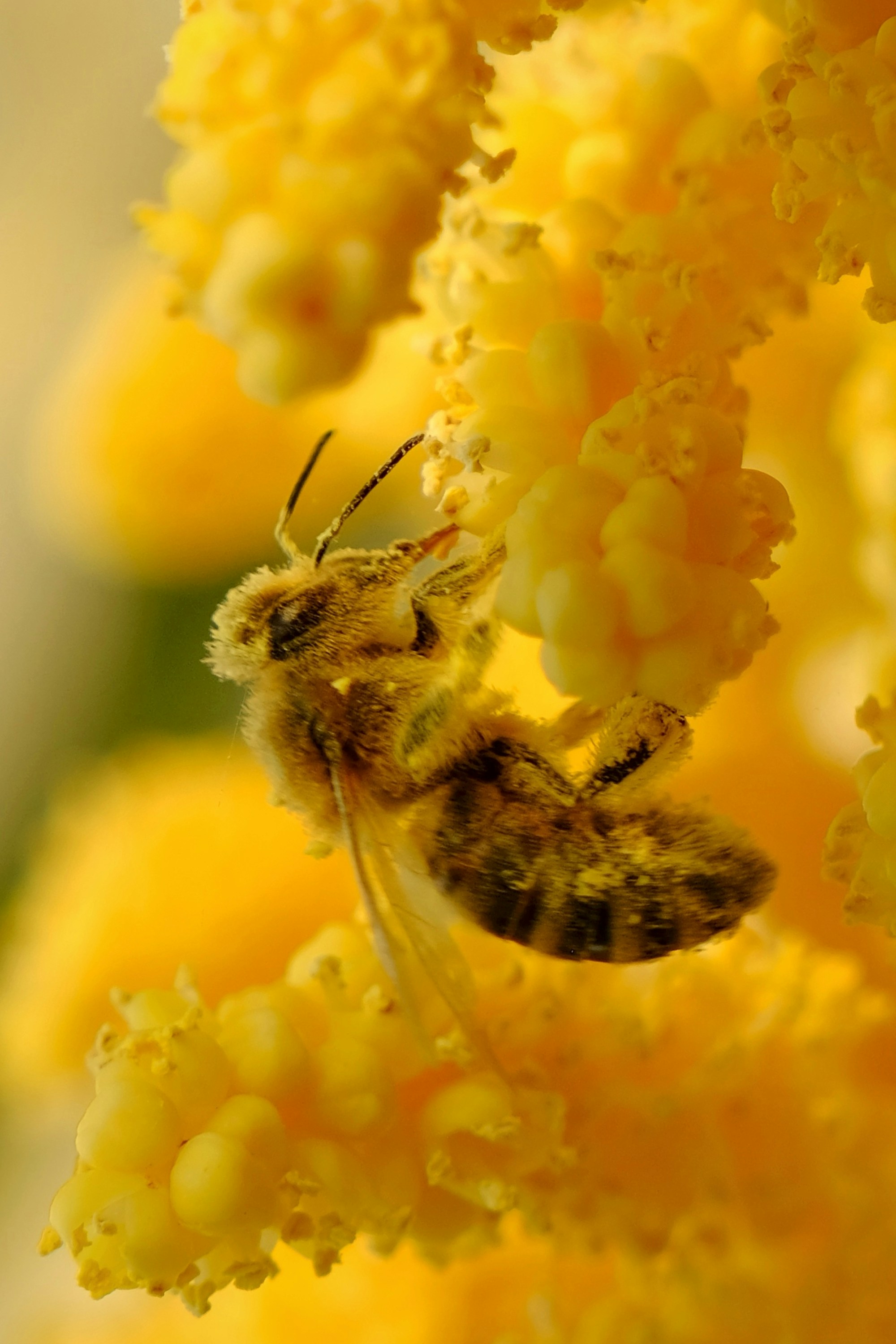Gilded Bloom, Busy Bee: A Macro Portrait of Pollination in Action