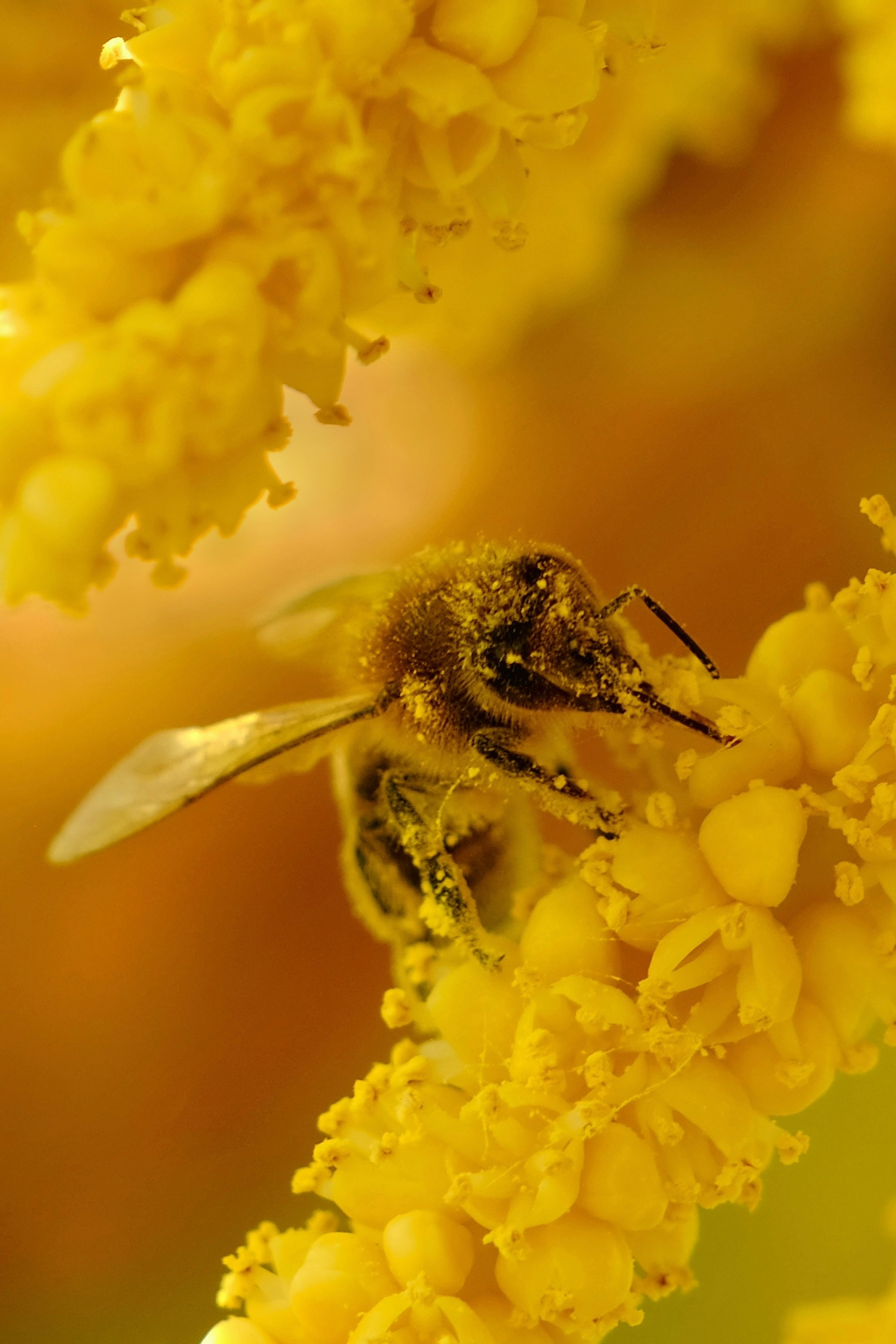 Dusty Honeybee on Golden Bloom: a Macro Portrait