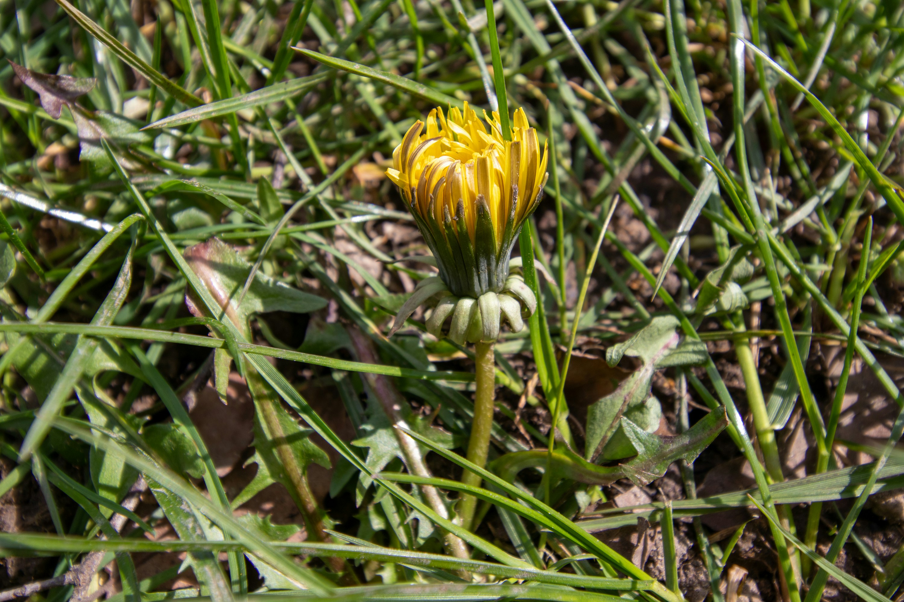 Tiny saffron bloom breaking through a tangle of lawn blades