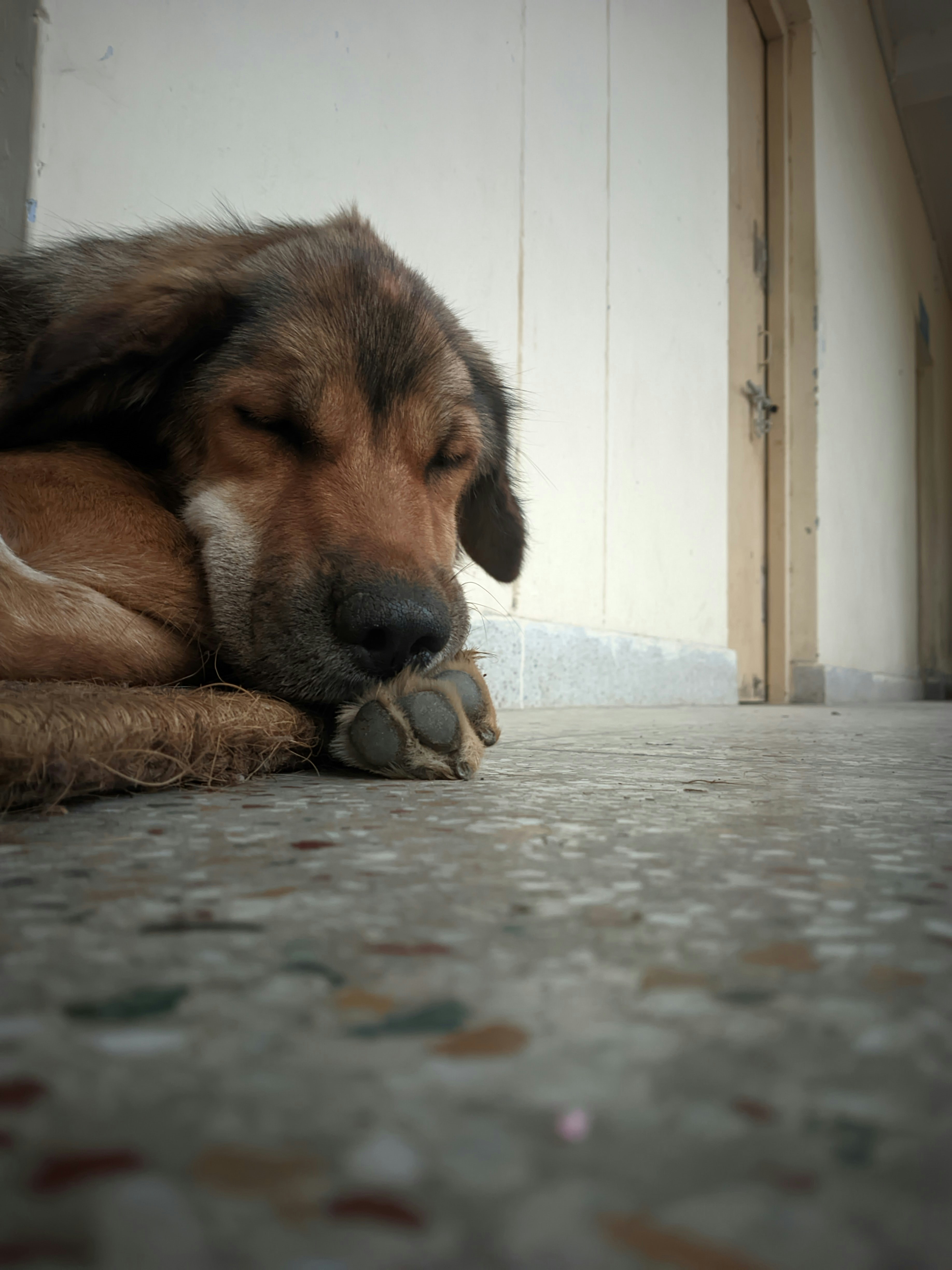 A dog sleeps on a speckled concrete floor beside a pale wall and doorway, bathed in soft daylight. This photograph captures a calm moment of rest.
