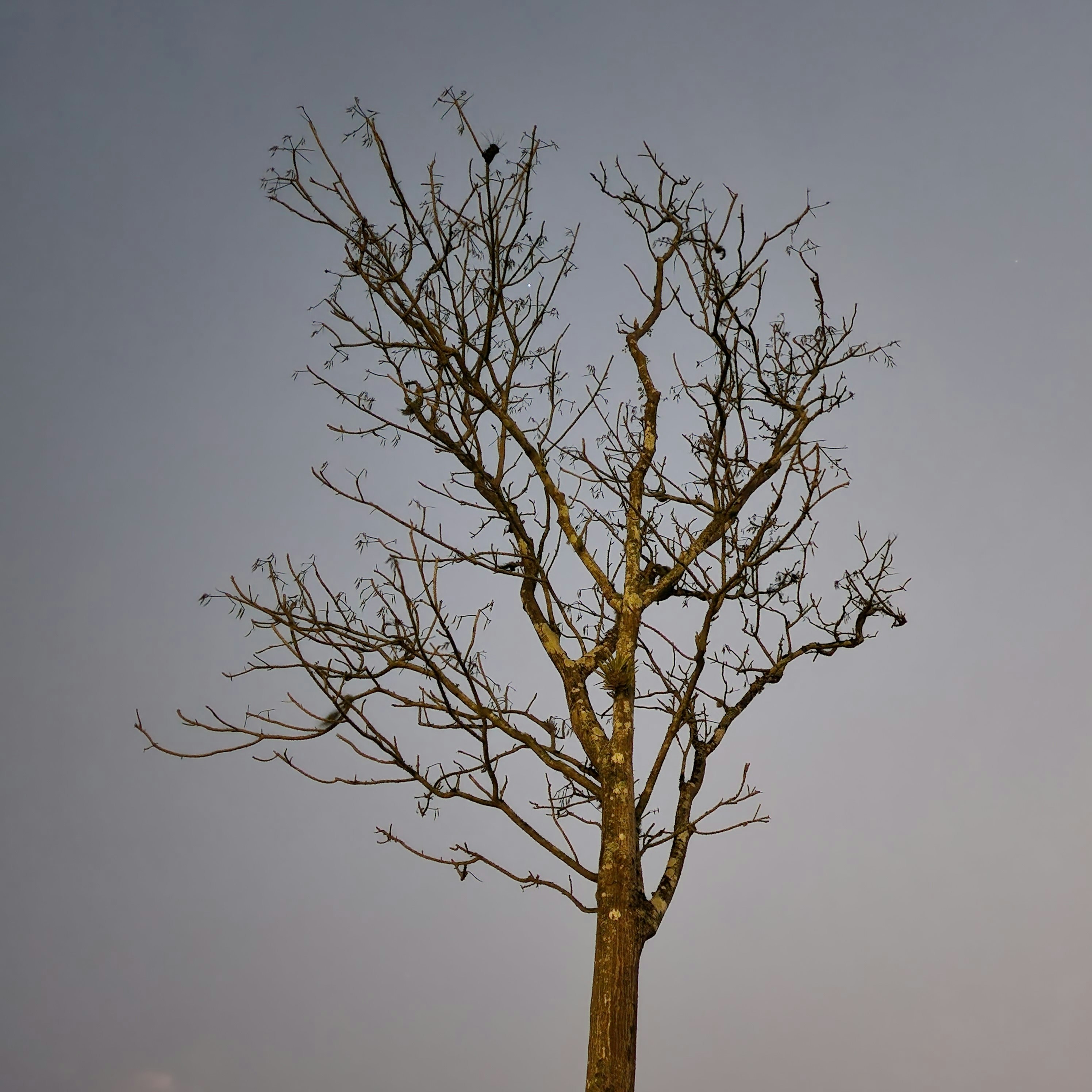 Bare Trees Pictures | Download Free Images on Unsplash