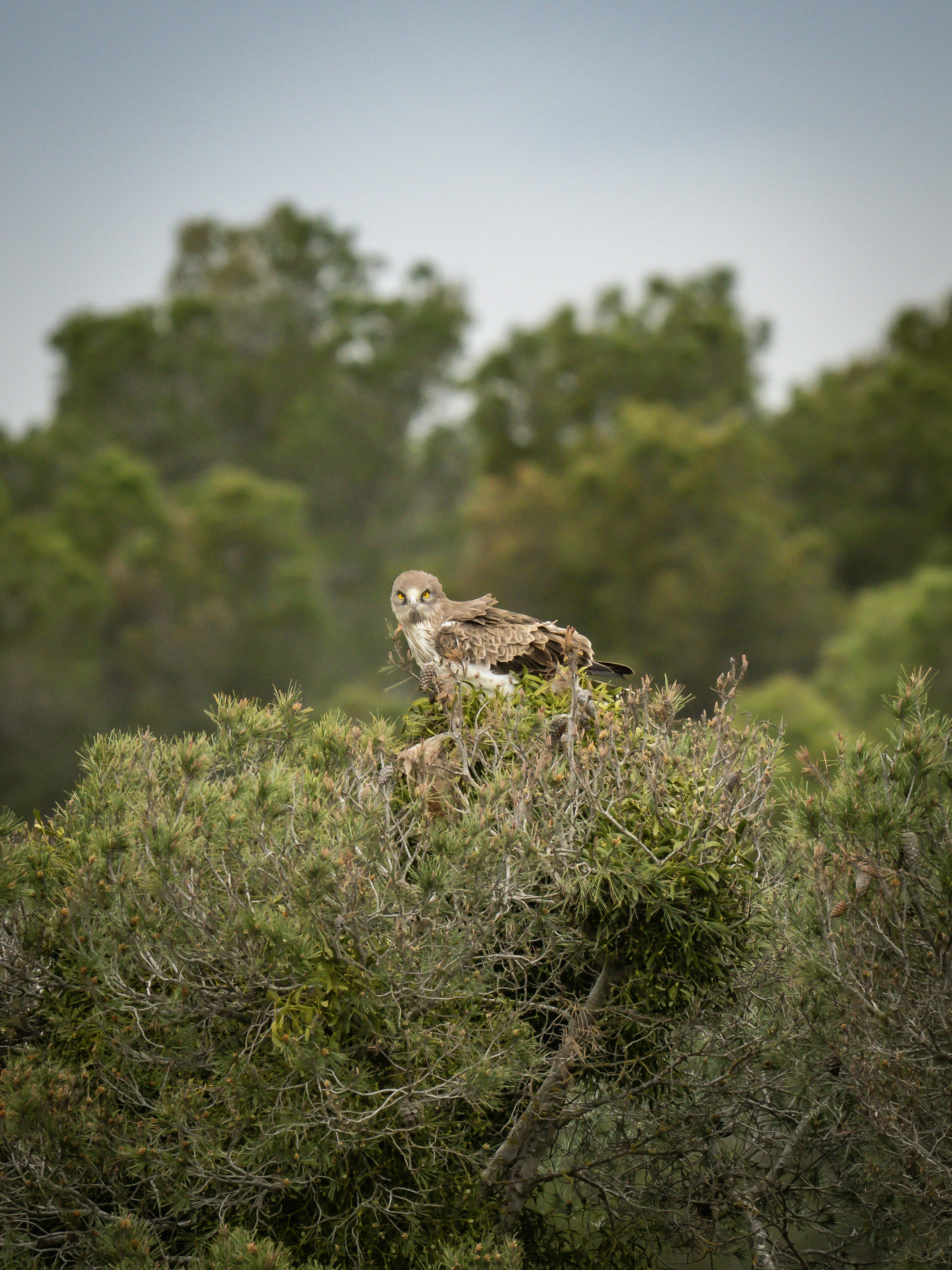 A bird sitting on top of a tree branch photo – Free Nature Image on ...