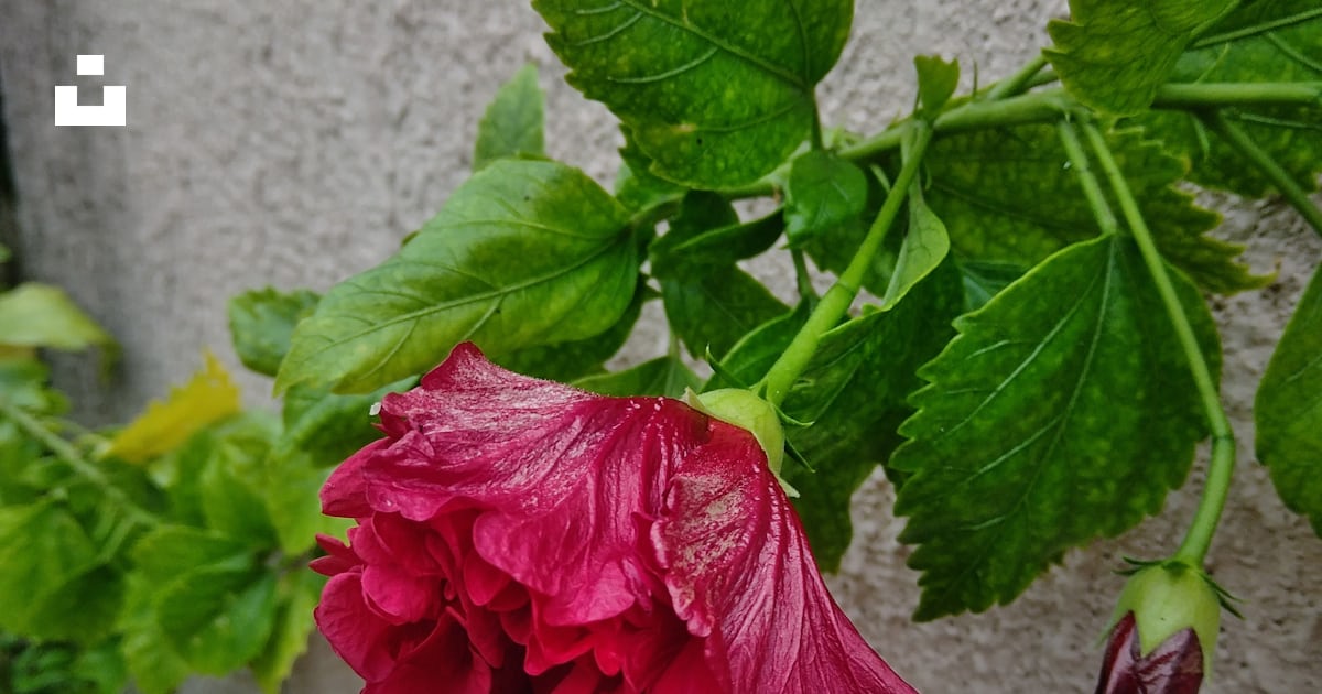 Foto Una Flor Rosada Con Hojas Verdes En Una Rama Imagen Pétalo