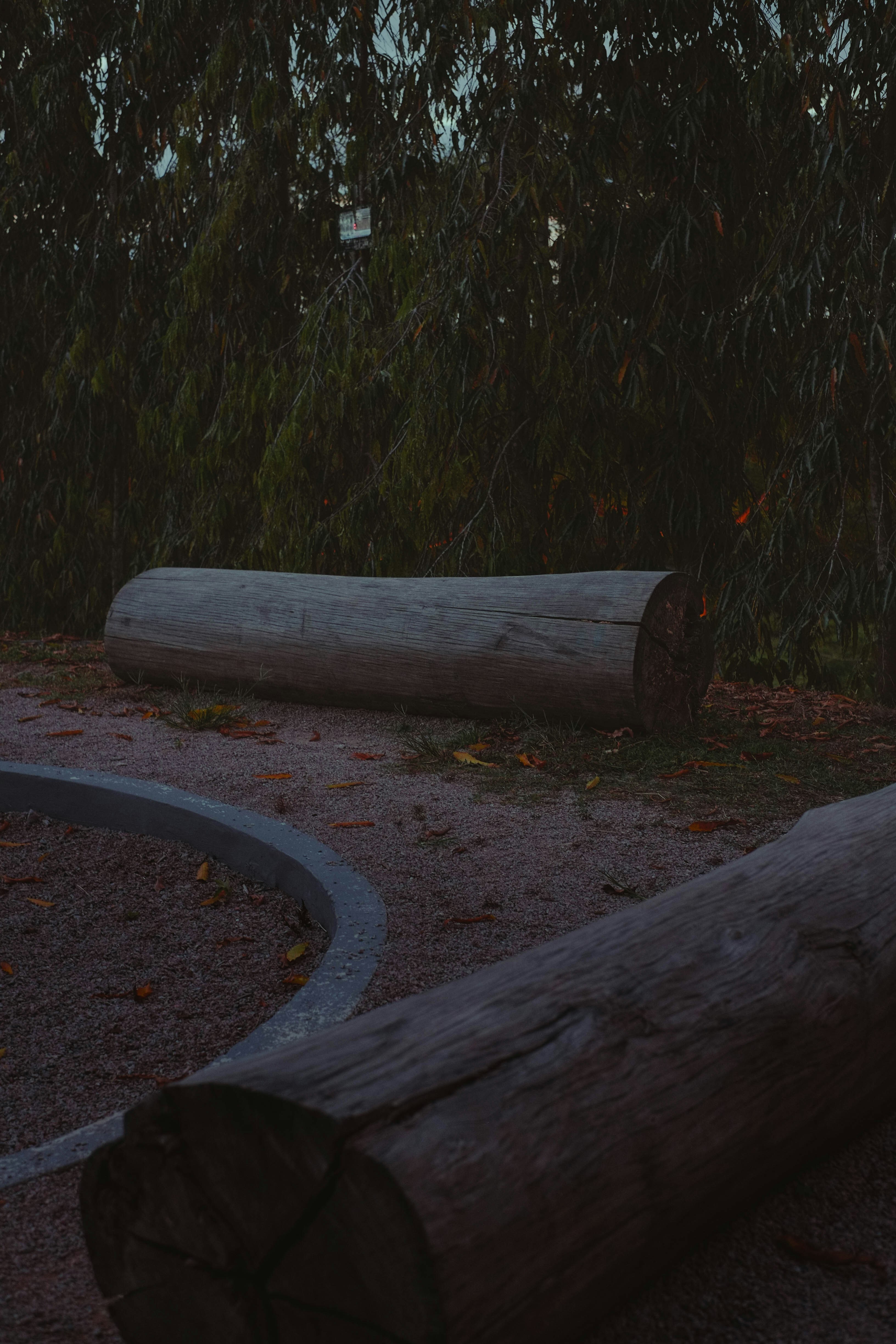 A large log sitting in the middle of a forest photo – Free Grey Image ...
