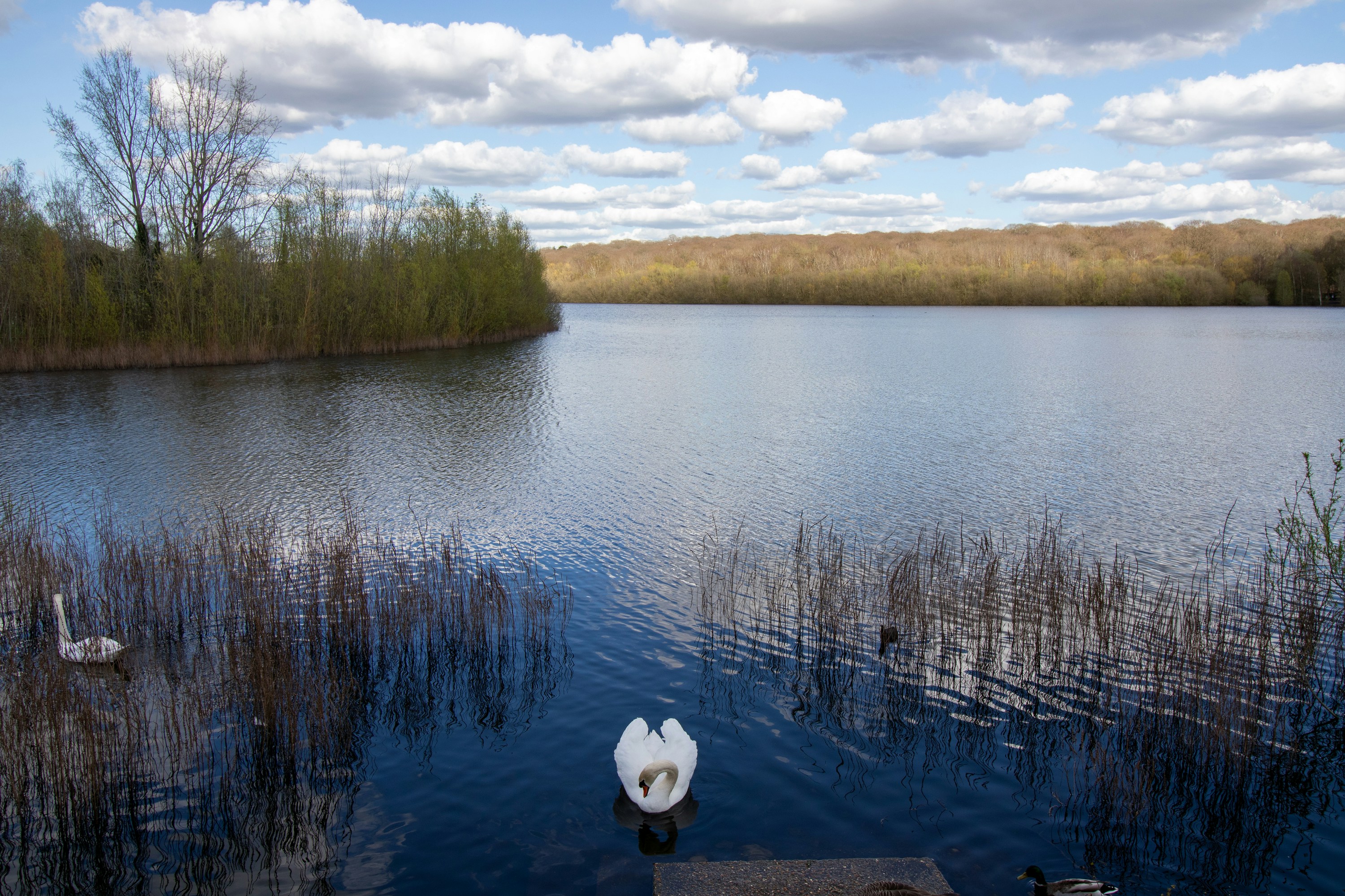 White swan at the edge of a calm lake, framed by reeds and distant shoreline