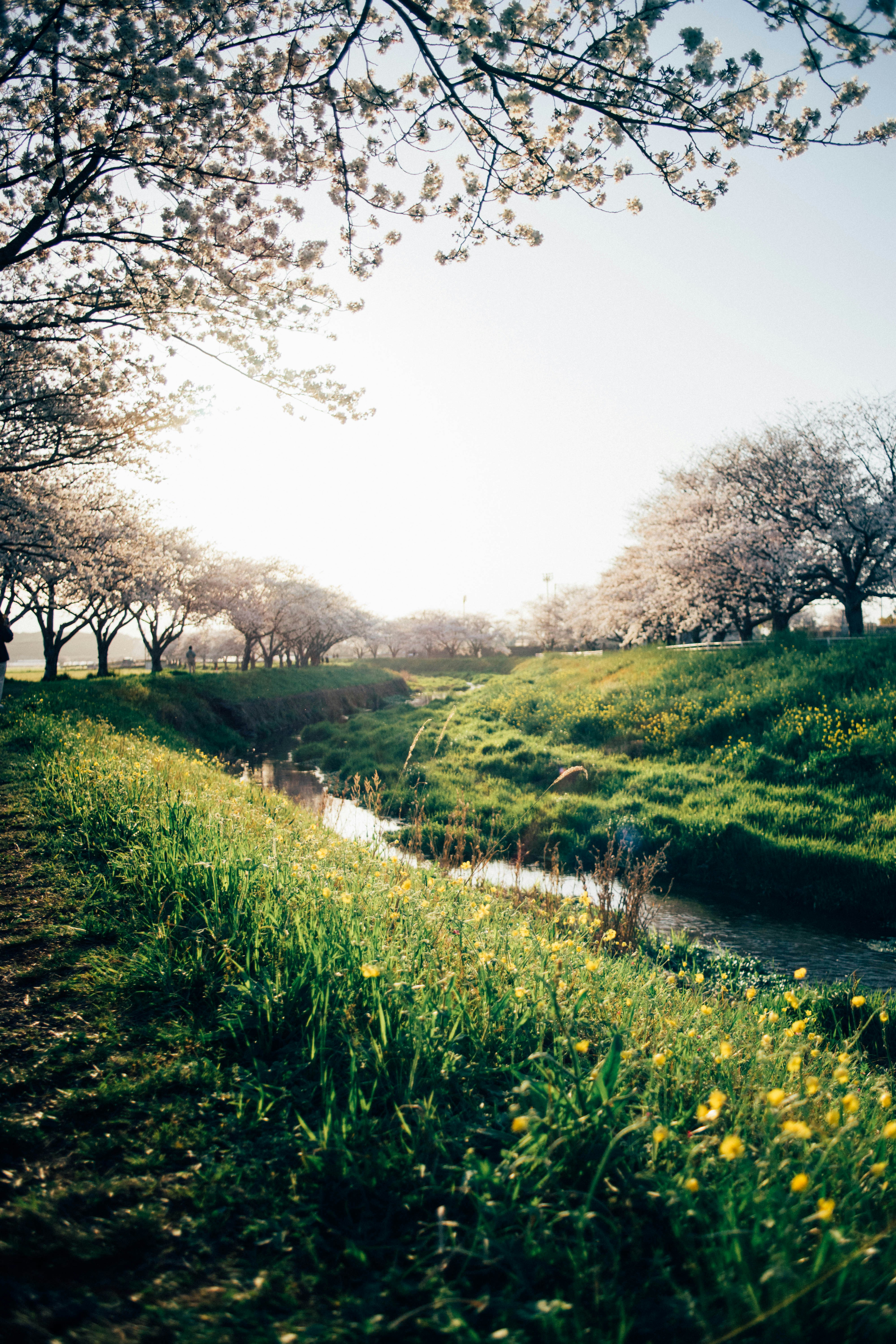 Sunlit Cherry-Lined Canal in a Meadow of Spring