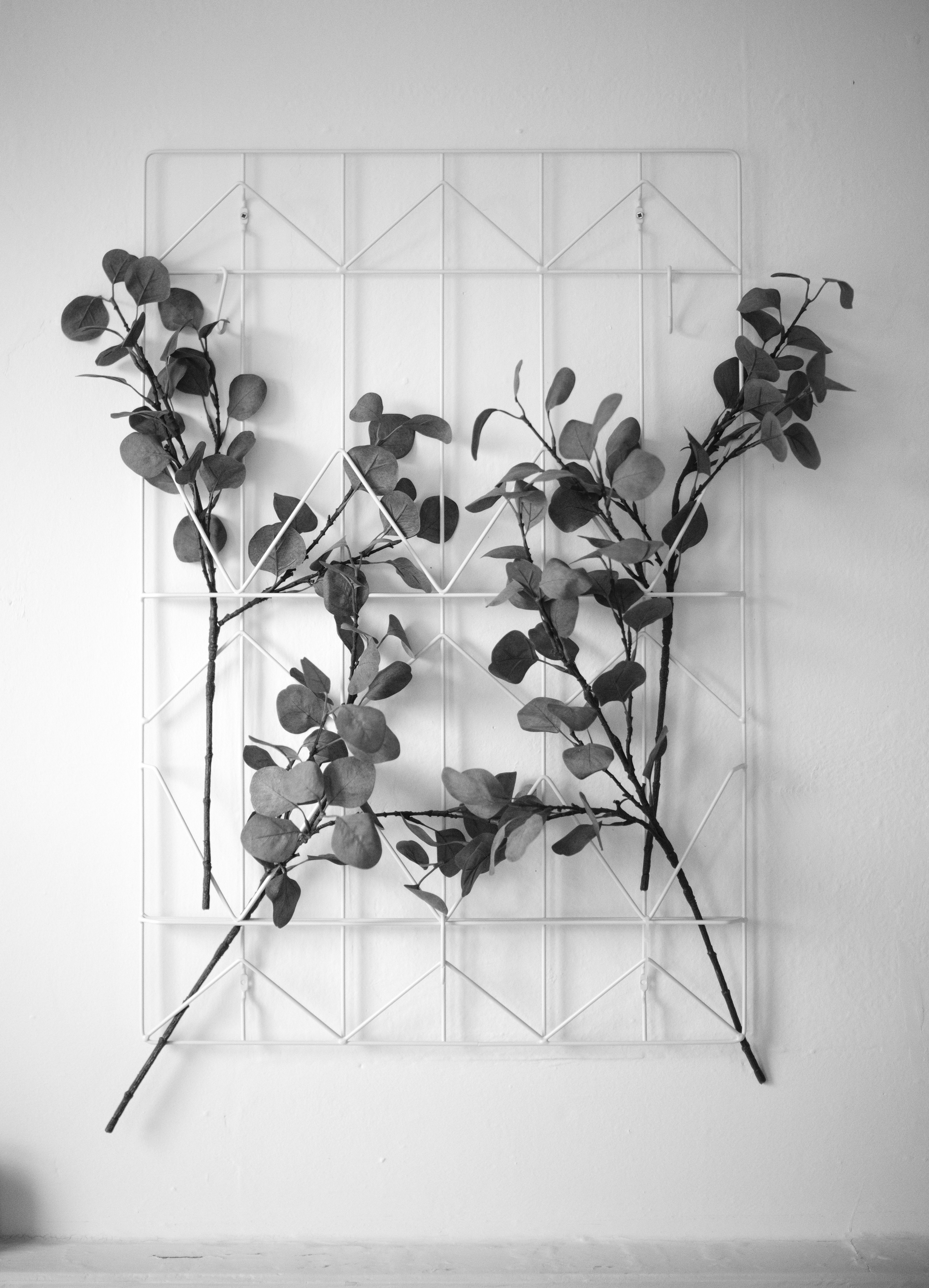 Verdant Geometry: Eucalyptus Traced Across a White Lattice