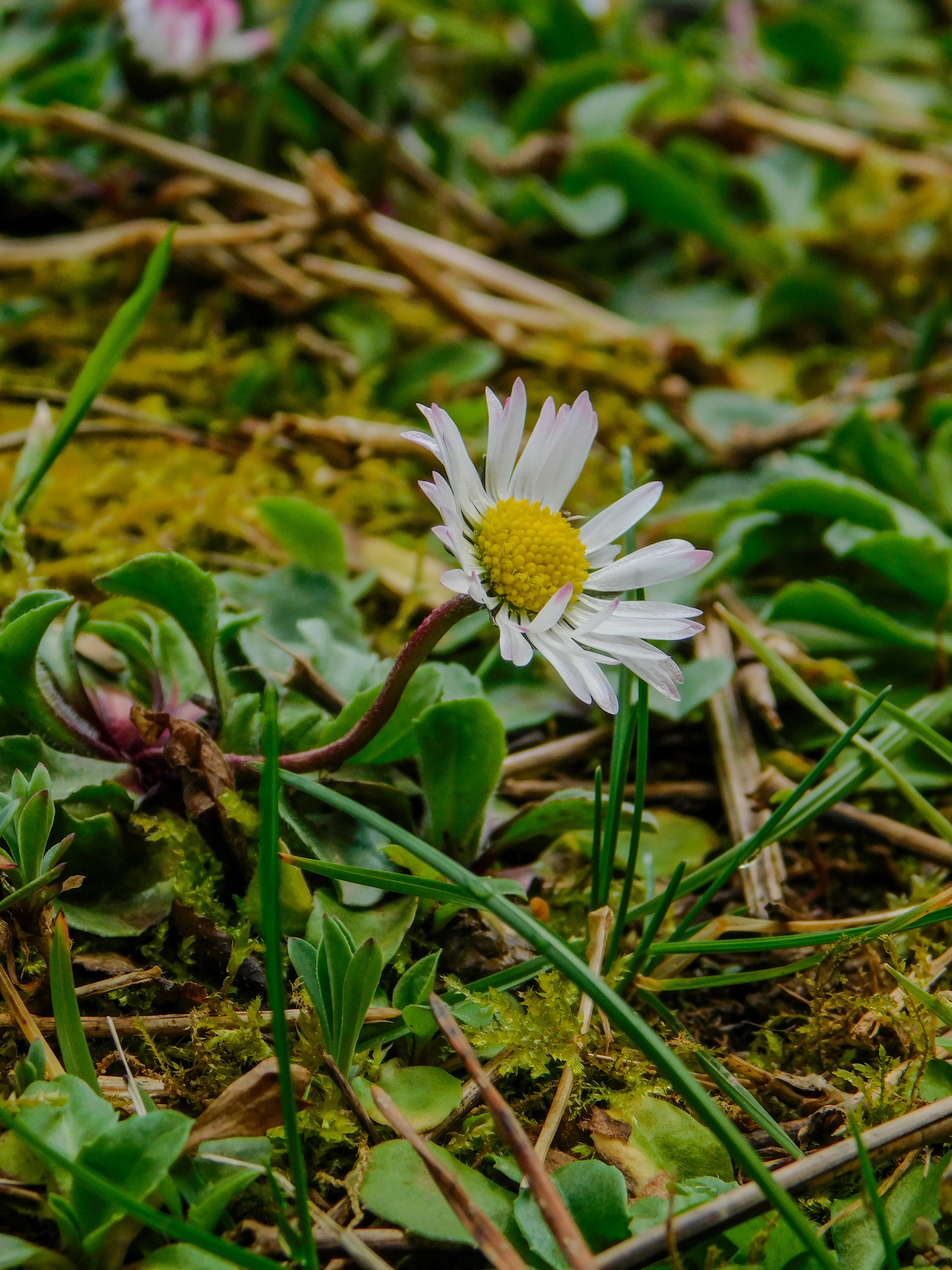 Daisy Sentinel in Moss and Grass