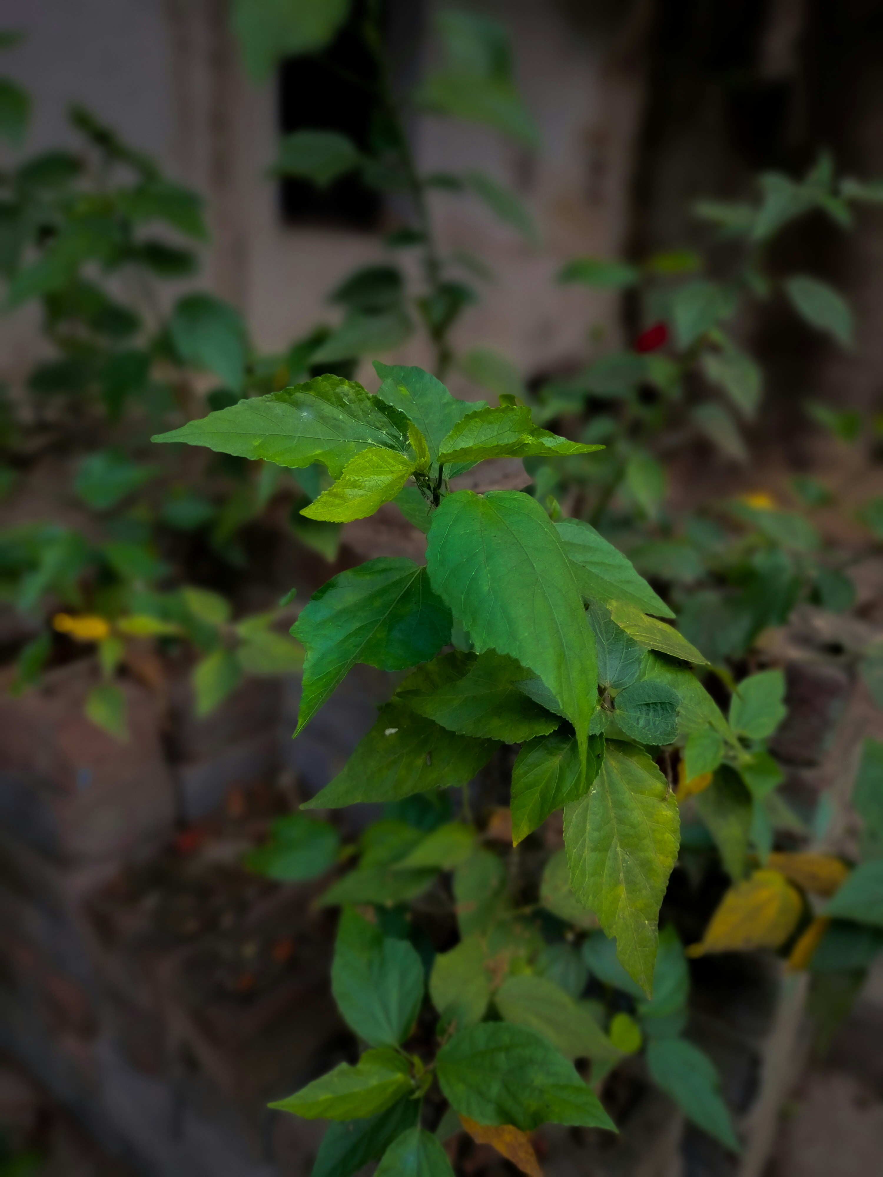 Close-up photograph of vibrant green leaves on a garden plant, with soft background blur. The shallow depth of field emphasizes foreground foliage.
