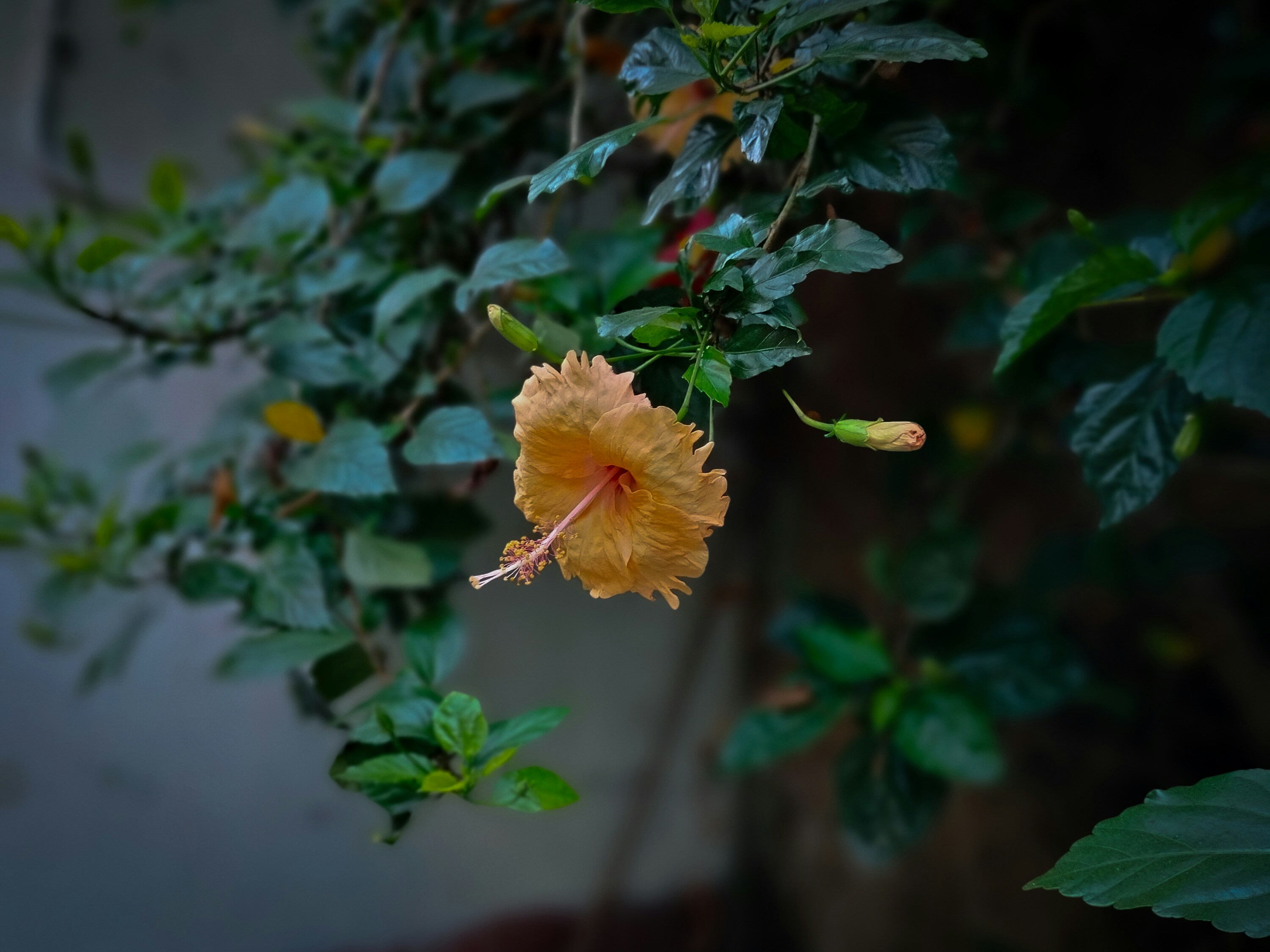 Close-up of an orange hibiscus bloom framed by green leaves, with a soft, blurred background.
