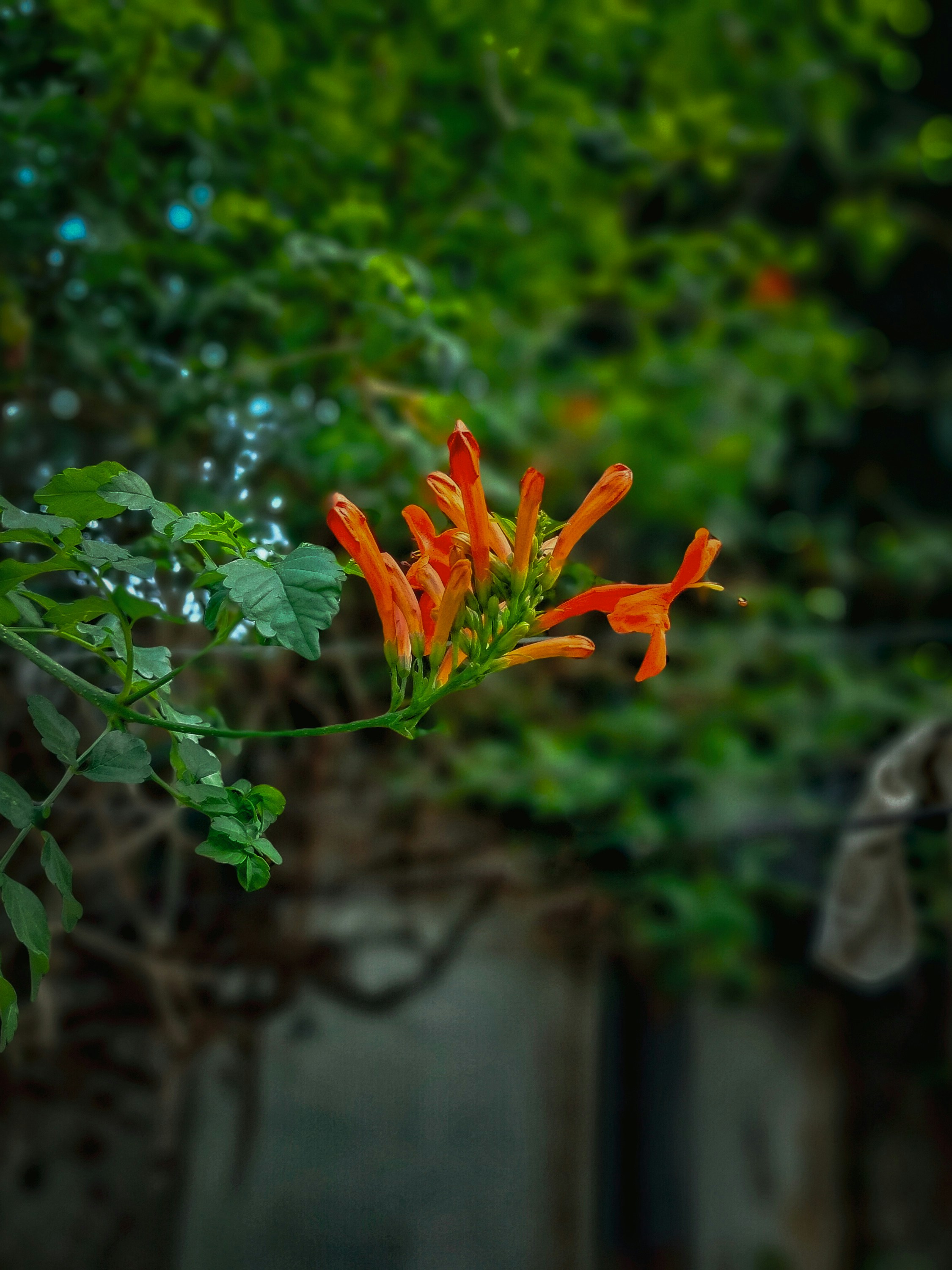 Orange trumpet blossom reaching toward a sunlit garden corridor