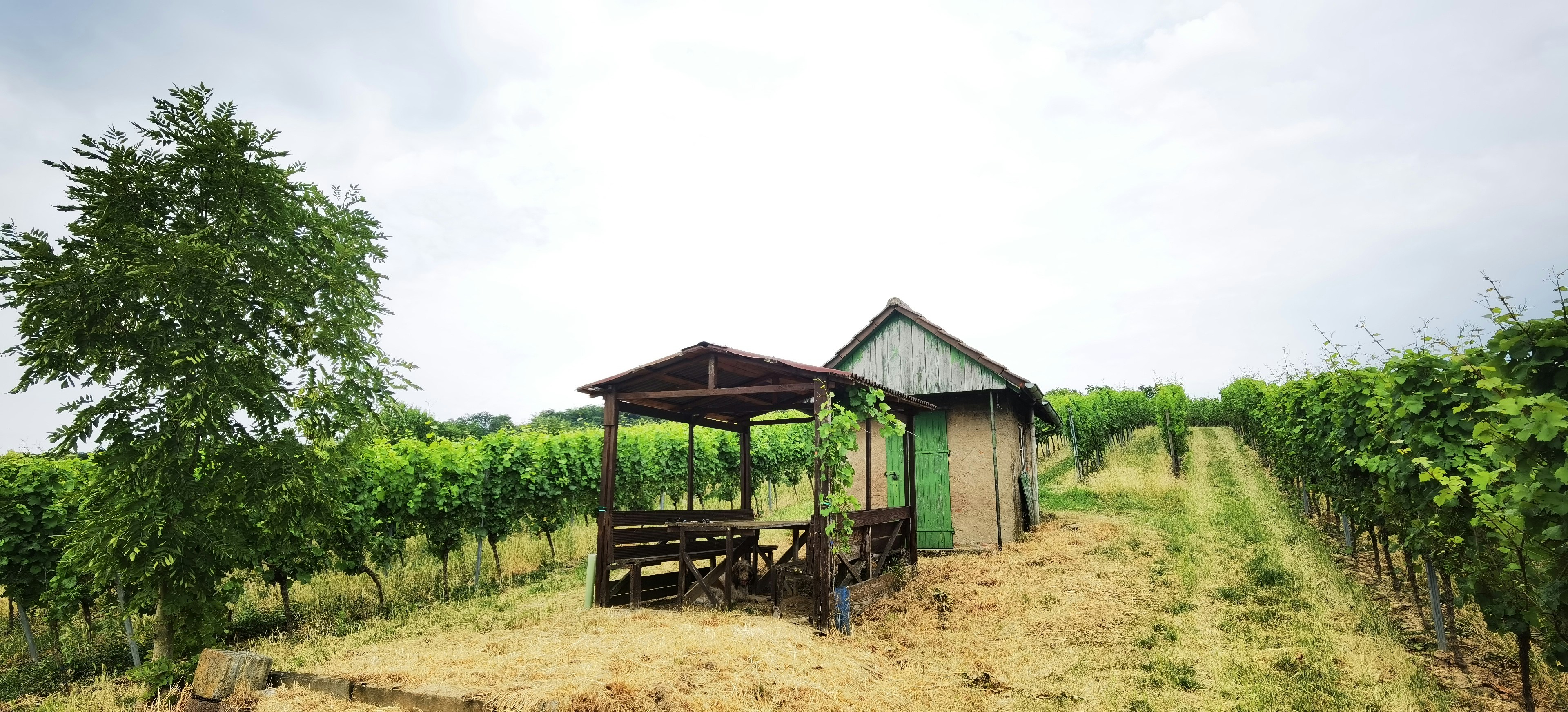 Rustic Vineyard Gazebo Amid Sturdy Rows