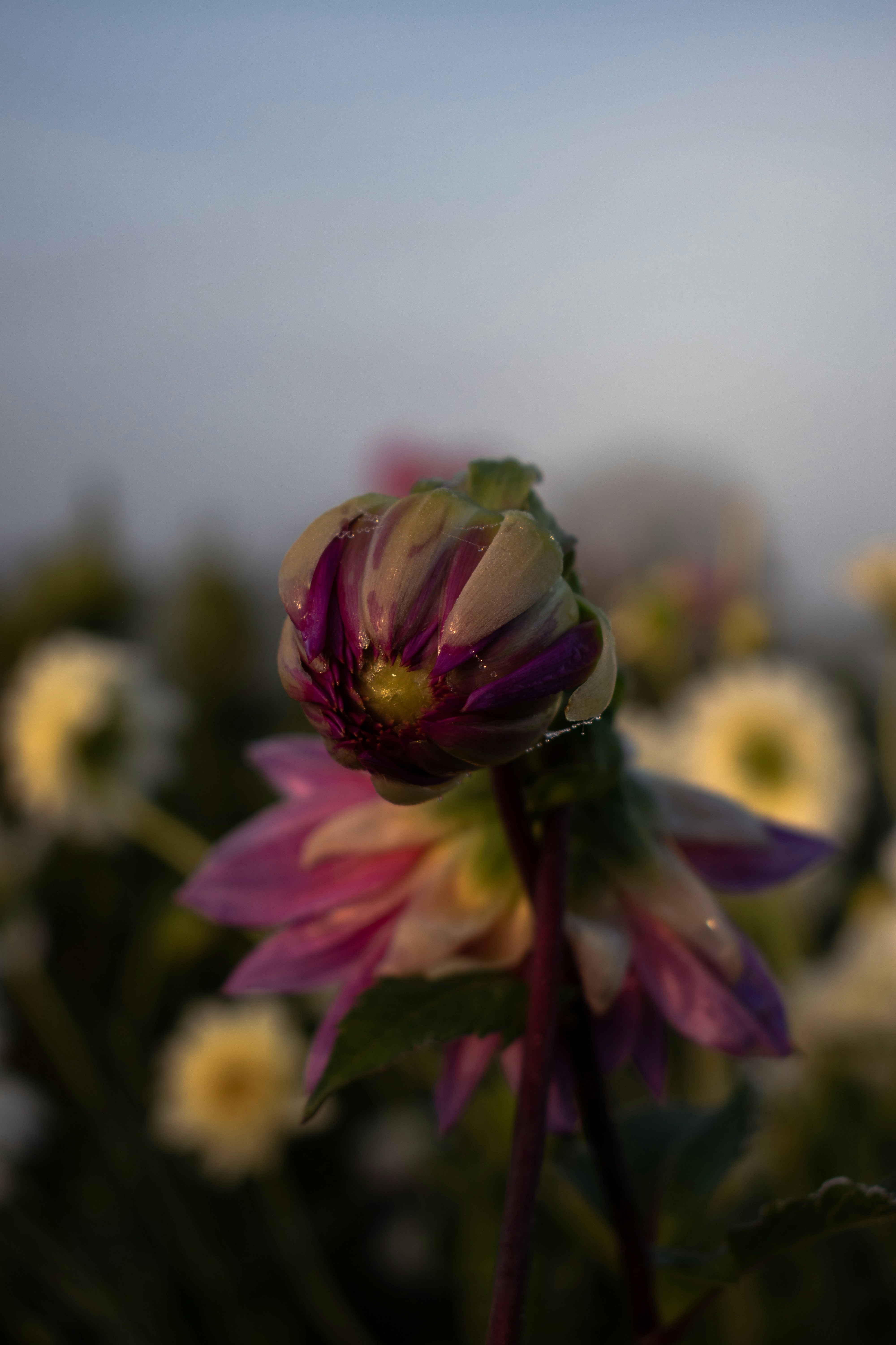 Whispers of Dawn: The Bud Awakens