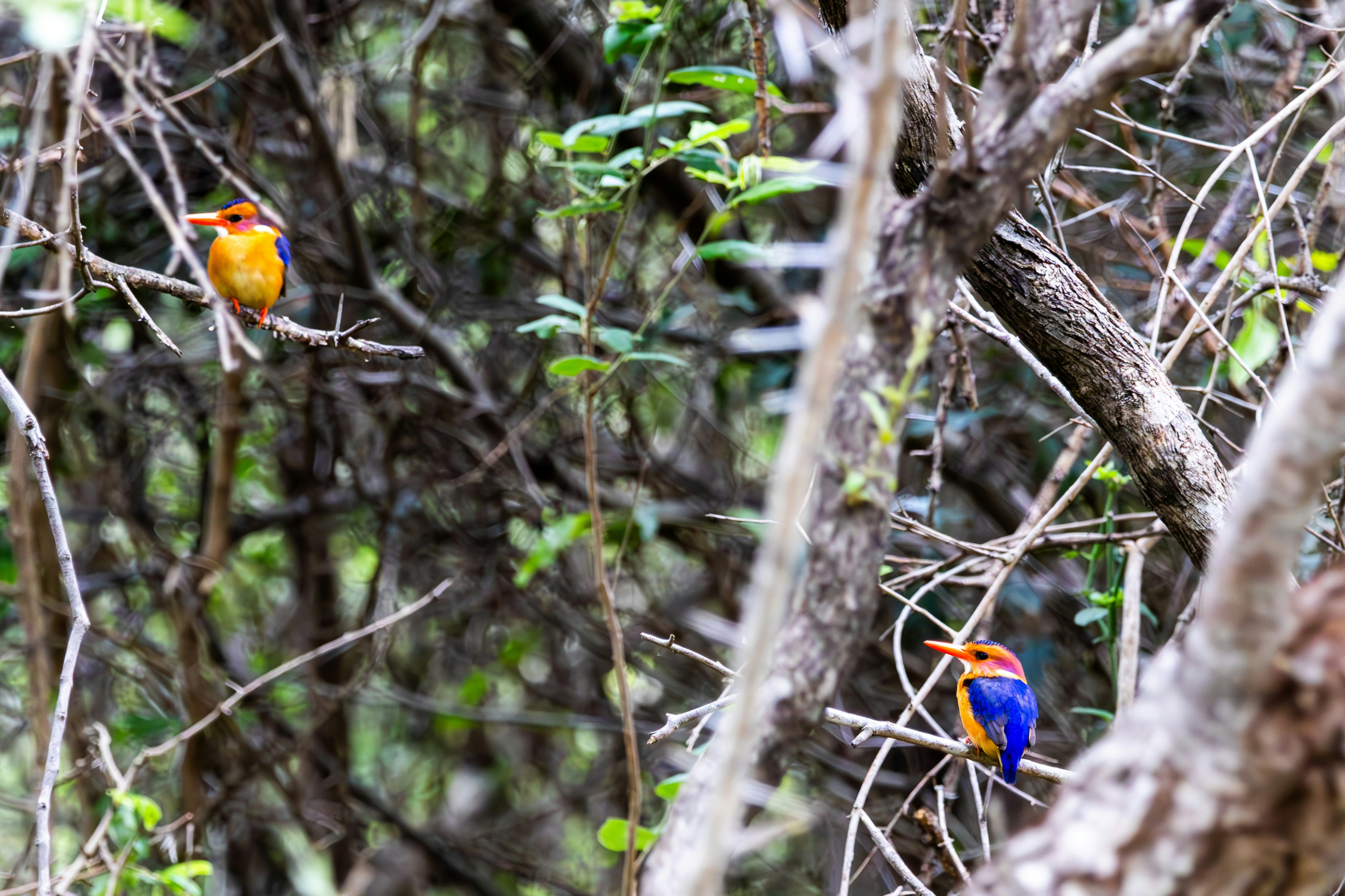 Two African Pygmy Kingfishers perched on branches in a dense thicket at Hoedspruit Wildlife Estate, South Africa. The tiny birds stand out with their brilliant orange, blue, and purple plumage, adding a splash of colour to the natural woodland setting. Their positioning in the tangled network of branches highlights their elusive nature, making it a special moment for birdwatchers and photographers alike.Hendrik Prinsloo